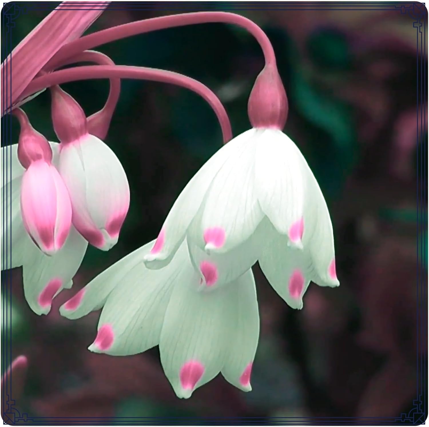Snowdrop Bulbs Strong Plants Golden Jade Carving Feels Good Mixed ...