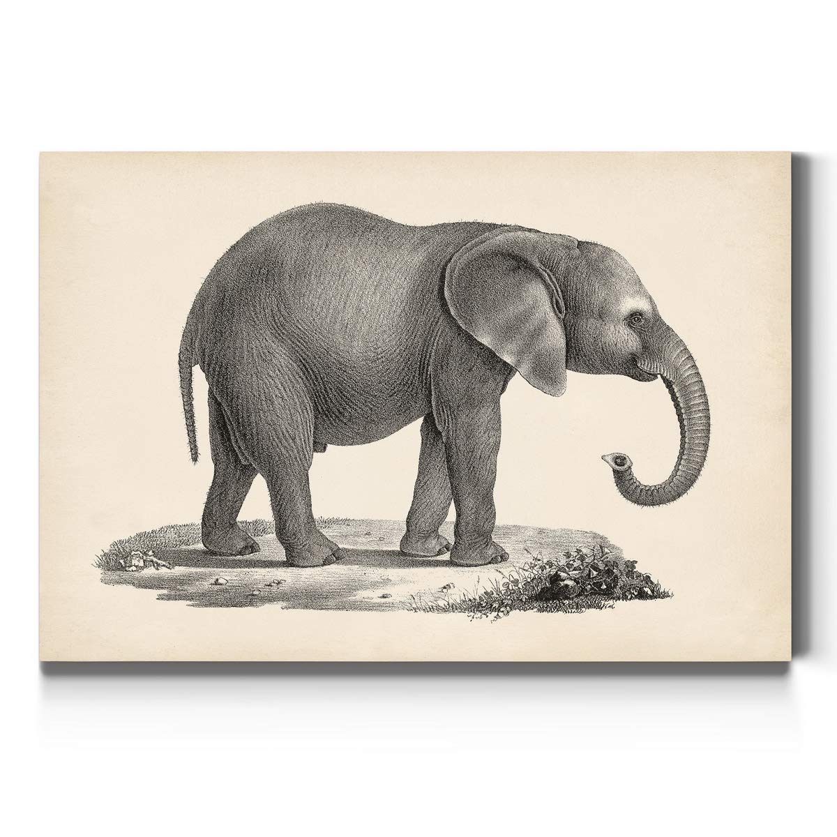 Pencil Drawings Of Baby Elephants