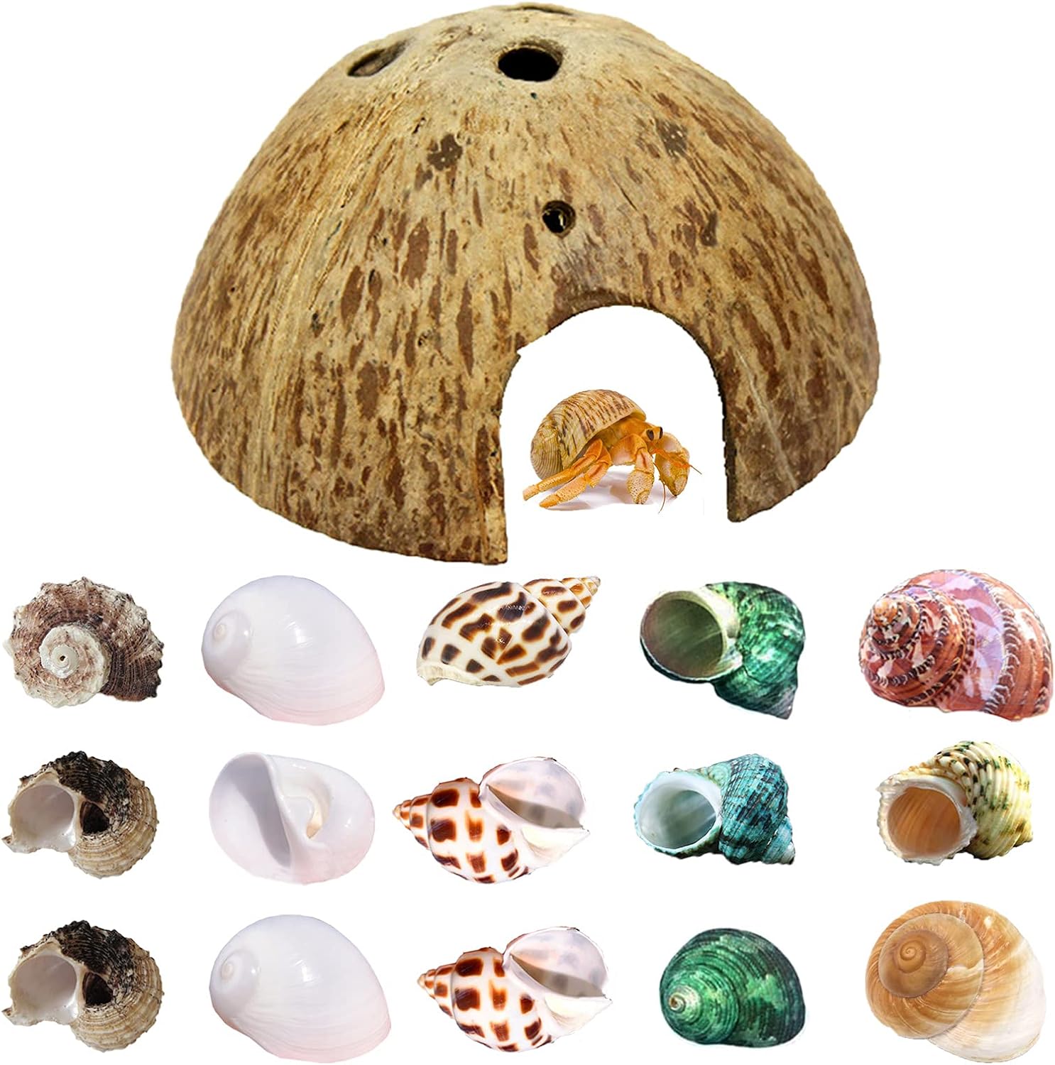 SINKOO Hermit Crab Shell Growth Seashells 15 PCS (7 Types) Natural ...