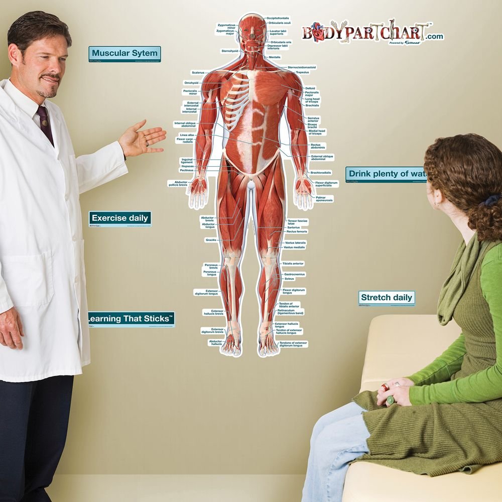 Buy Muscular System Front View Labeled Sticky Anatomy Wall Chart ...