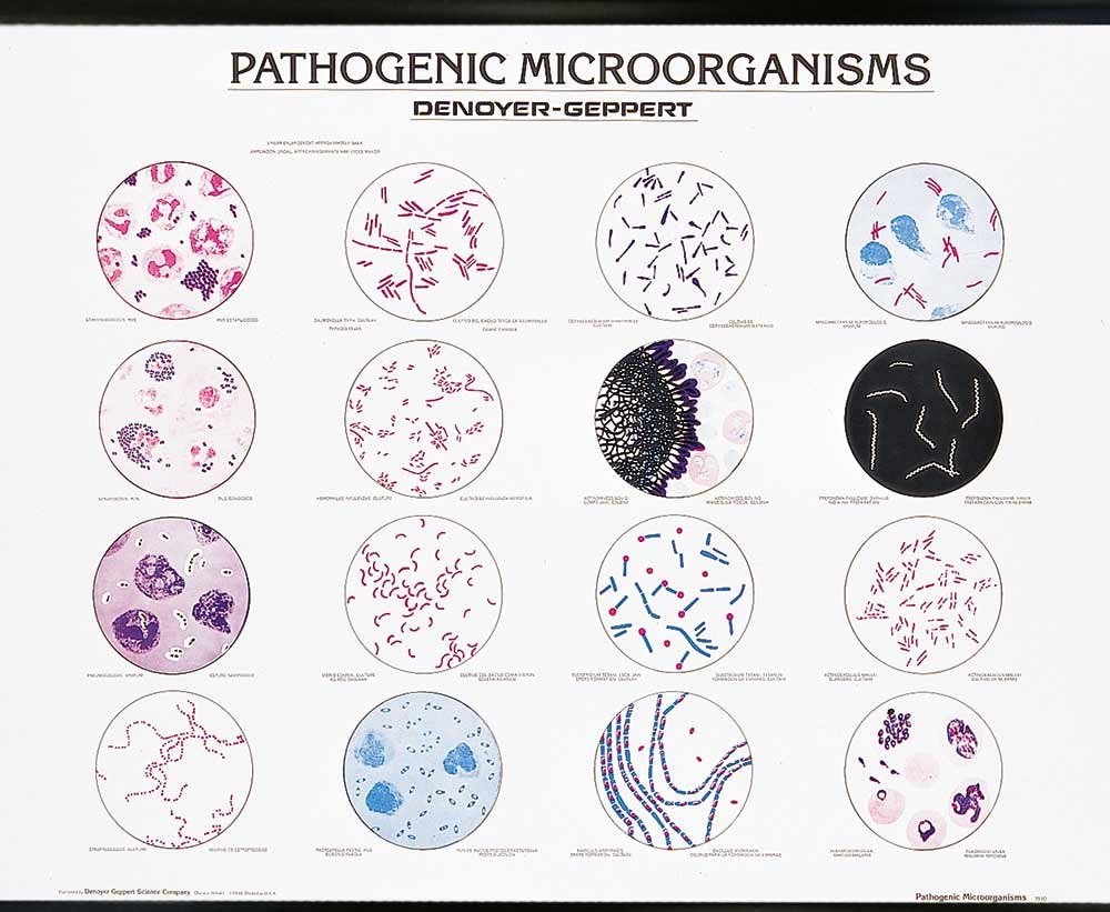 Types Of Microorganisms Chart