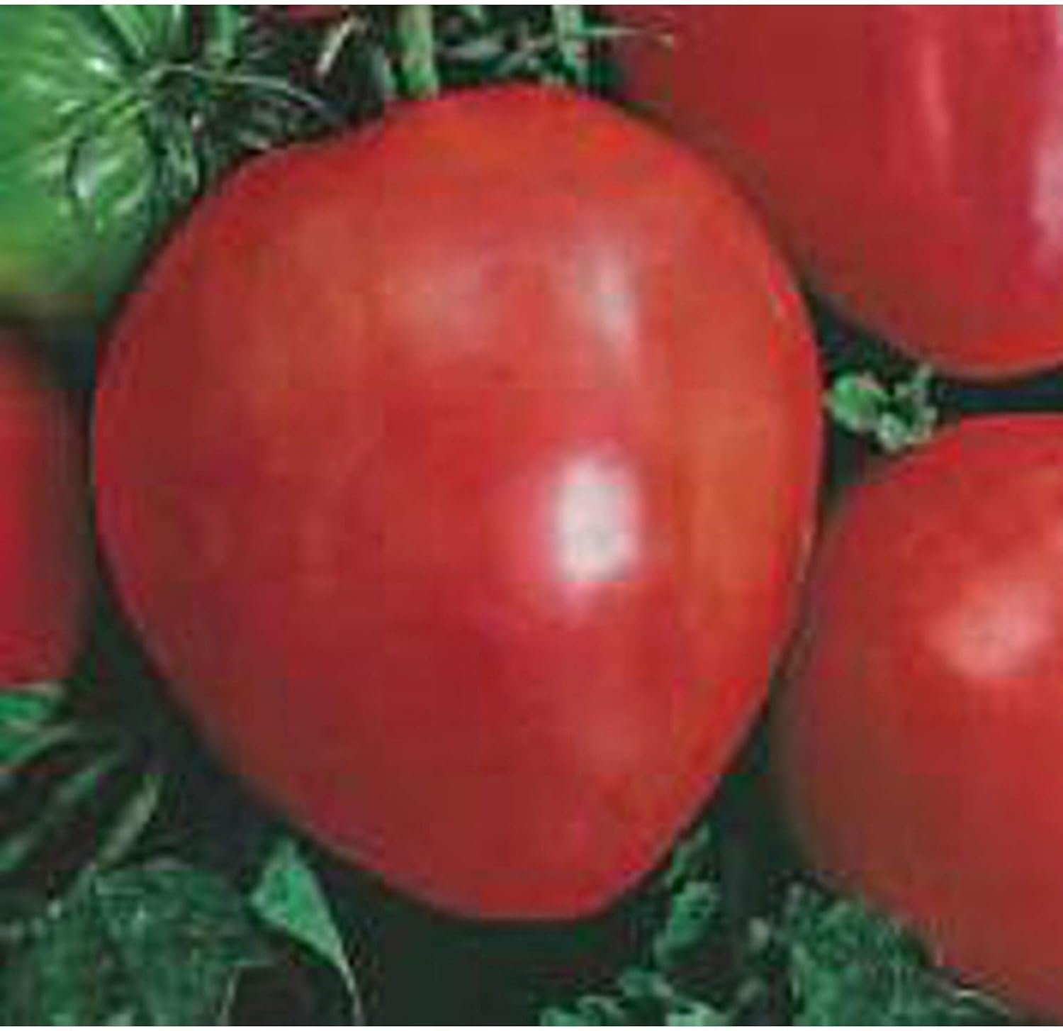 Amazon.com : Bull's Heart Tomato Seeds (((100 Seed Packet))) (More ...