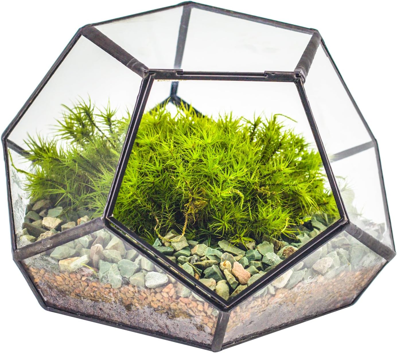 NCYP Small Glass Geometric Terrarium with Door - 18x18x12.5 cm - Black ...