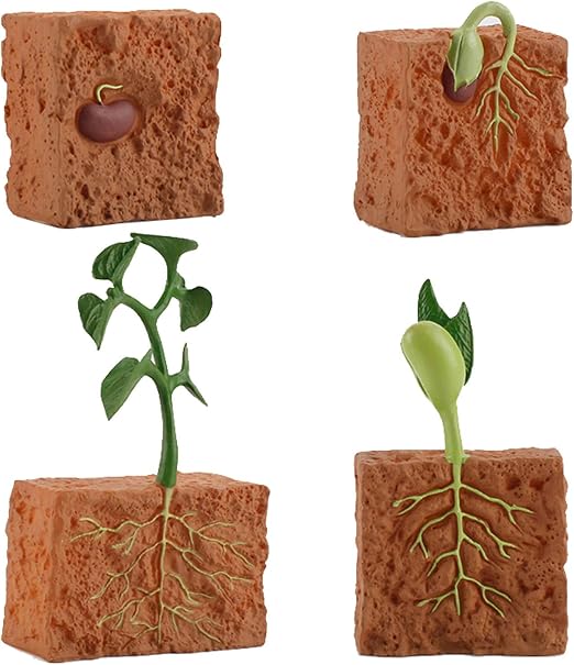 Amazon.com: helegeSONG 4Pcs Life Cycle Green Plants Educational Toy PVC ...