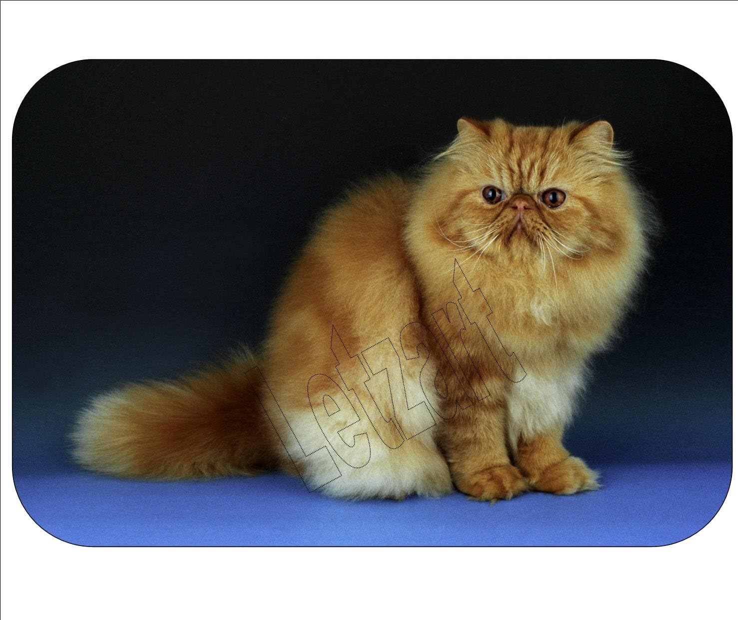 Mousemat Persian Peke Faced Red Tabby Cat : Amazon.co.uk: Computers ...