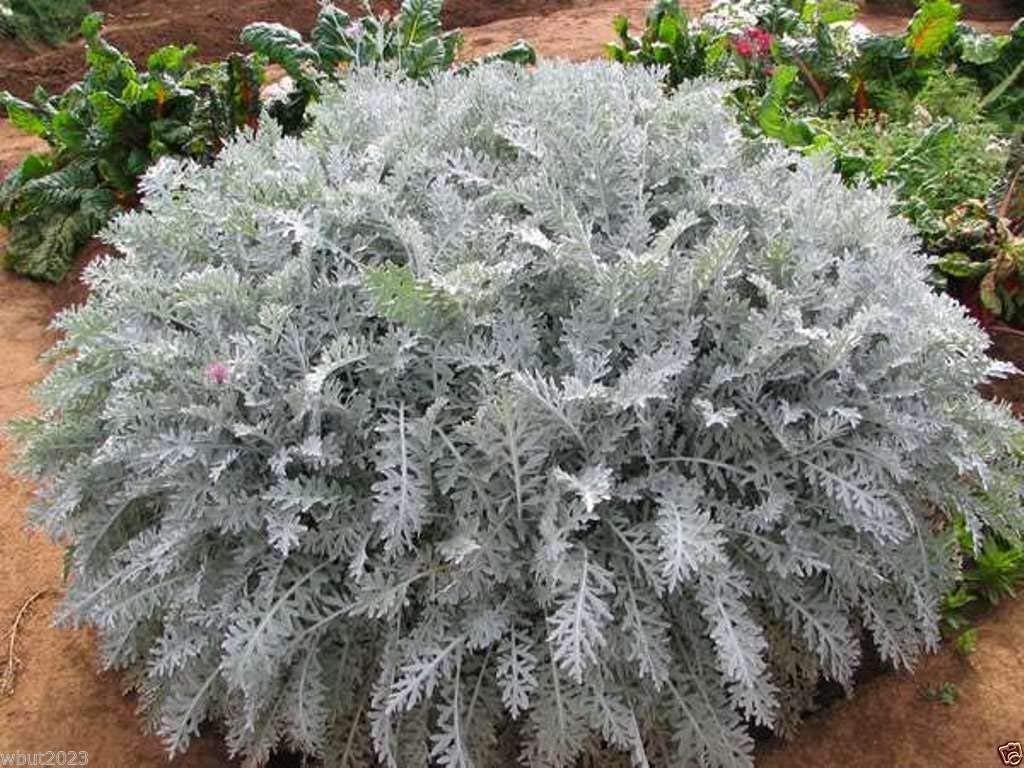 Buy 300 Dusty Miller - (Cineraria Maritima) Silverdust - Flower Online ...