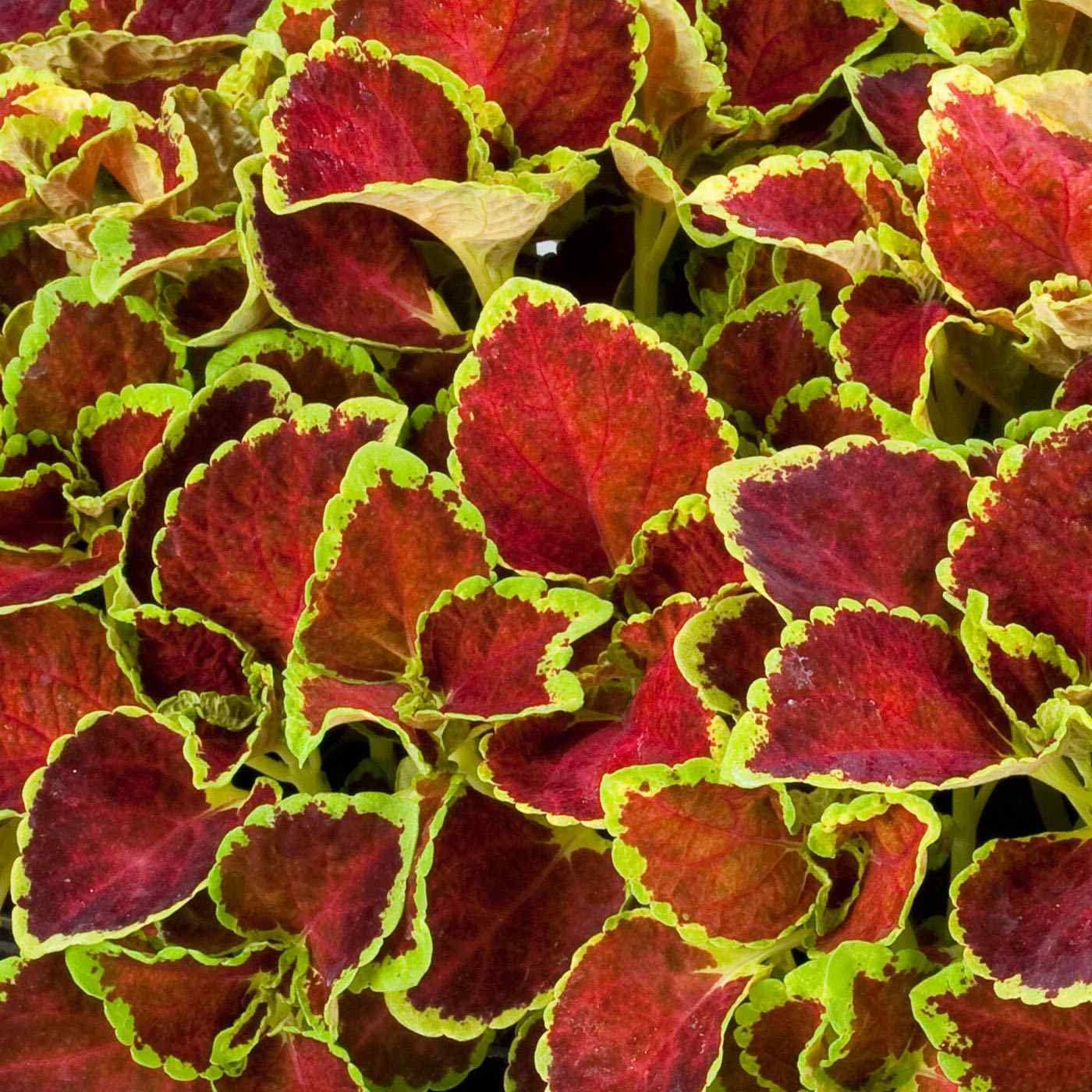 Amazon.com : Outsidepride 100 Seeds Annual Coleus Fairway Ruby Foliage ...