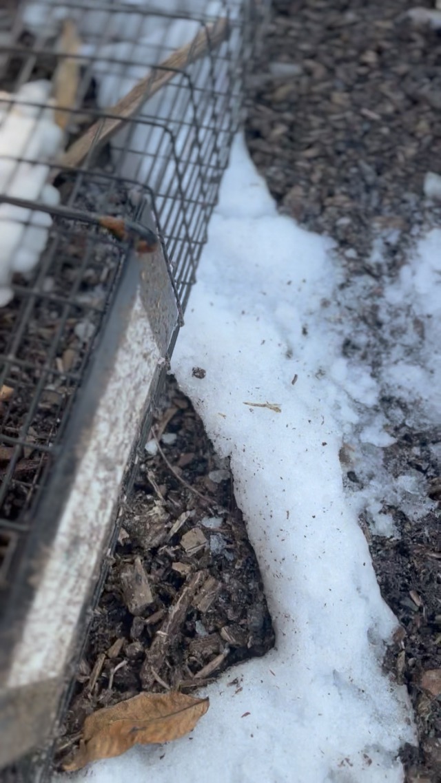 Watch Ratinator Rat Trap Review on Amazon Live