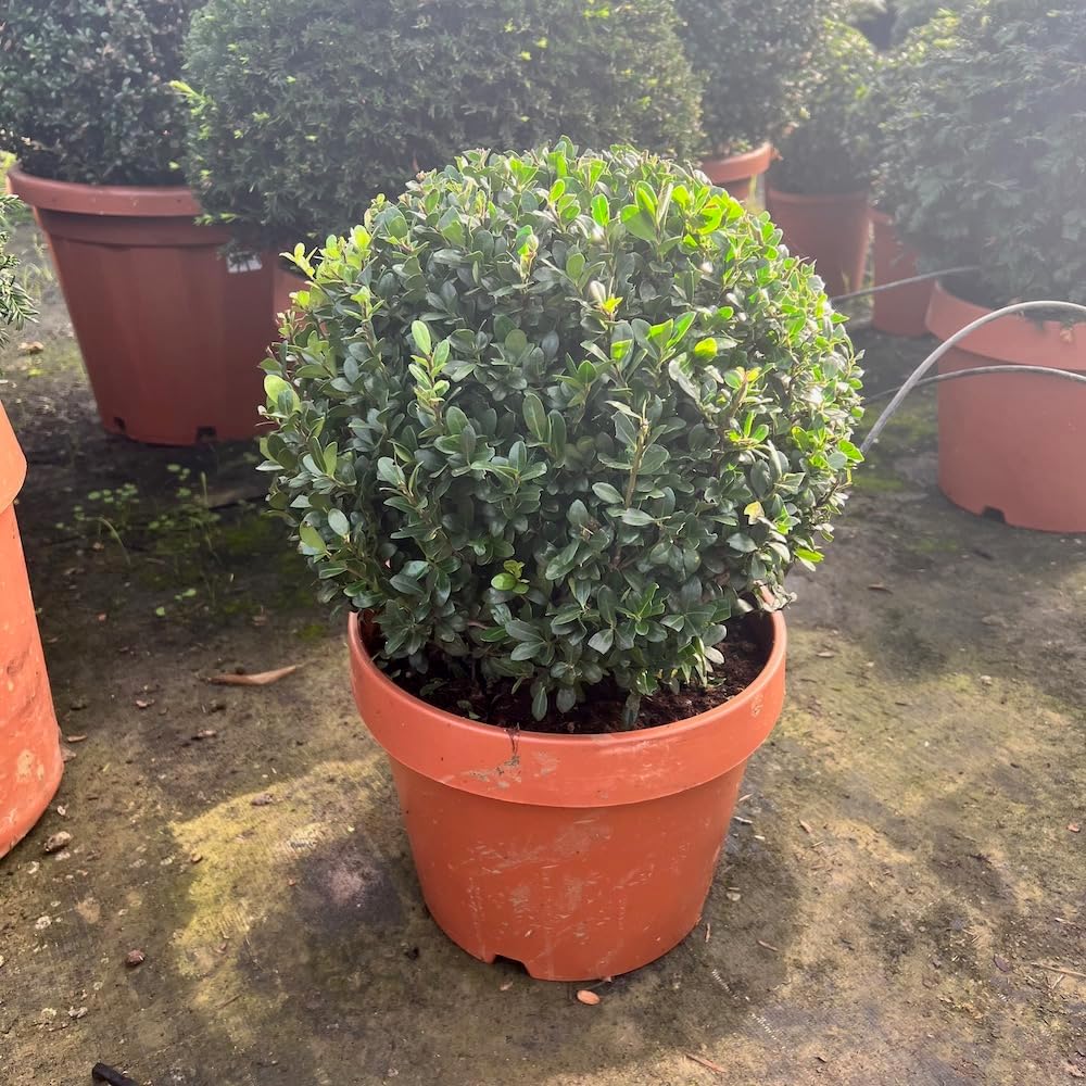 Ilex Crenata Topiary Ball 25-30cm - Ilex Crenata Caroline Upright ...