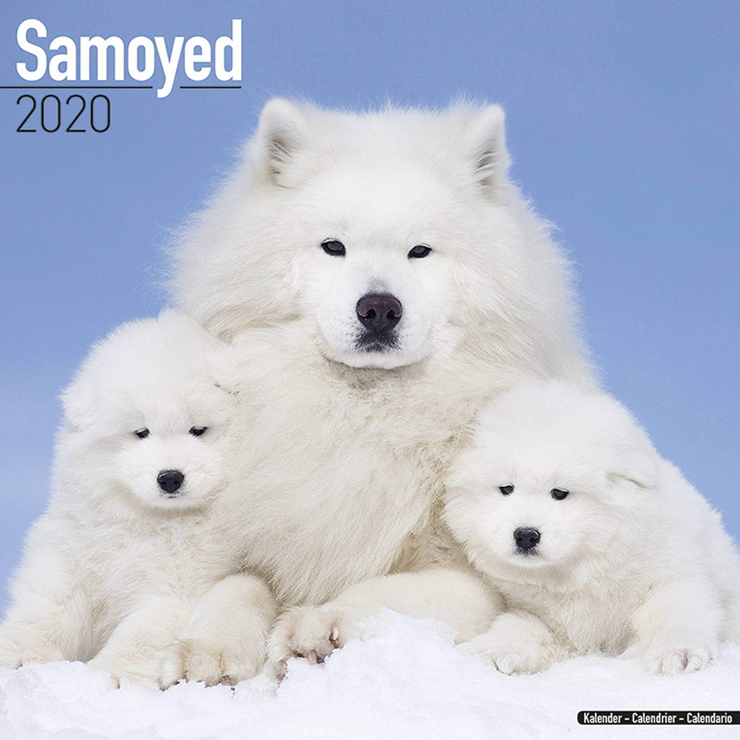 How Smart Is A Samoyed