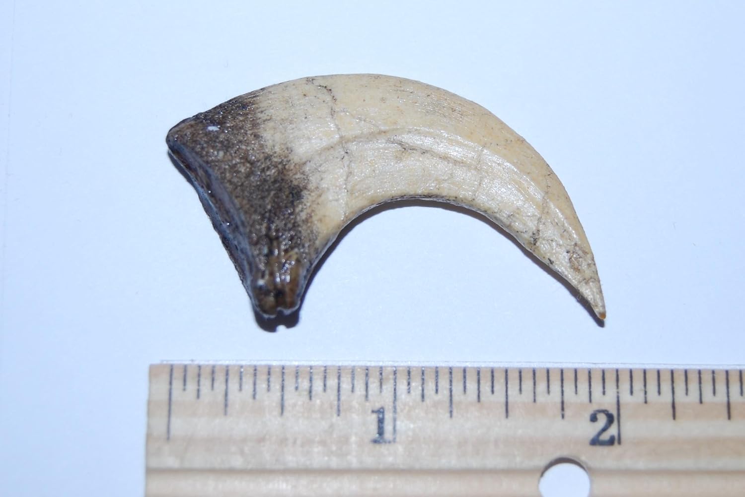 Fossils, Meteorites, More Velociraptor Dinosaur Claw Philippines | Ubuy