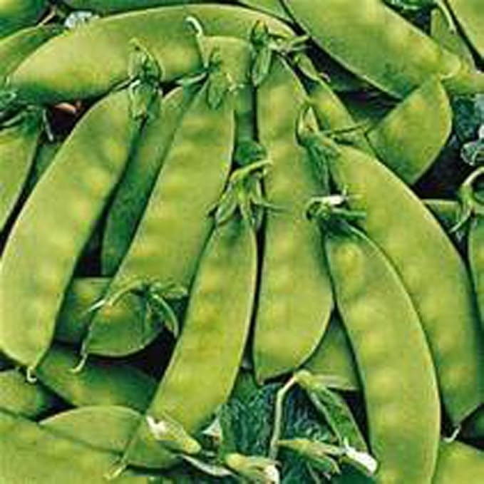 Amazon.com : Snow Pea, Oregon Sugar Pod Peas, 25 Seed Pack, USA Product ...