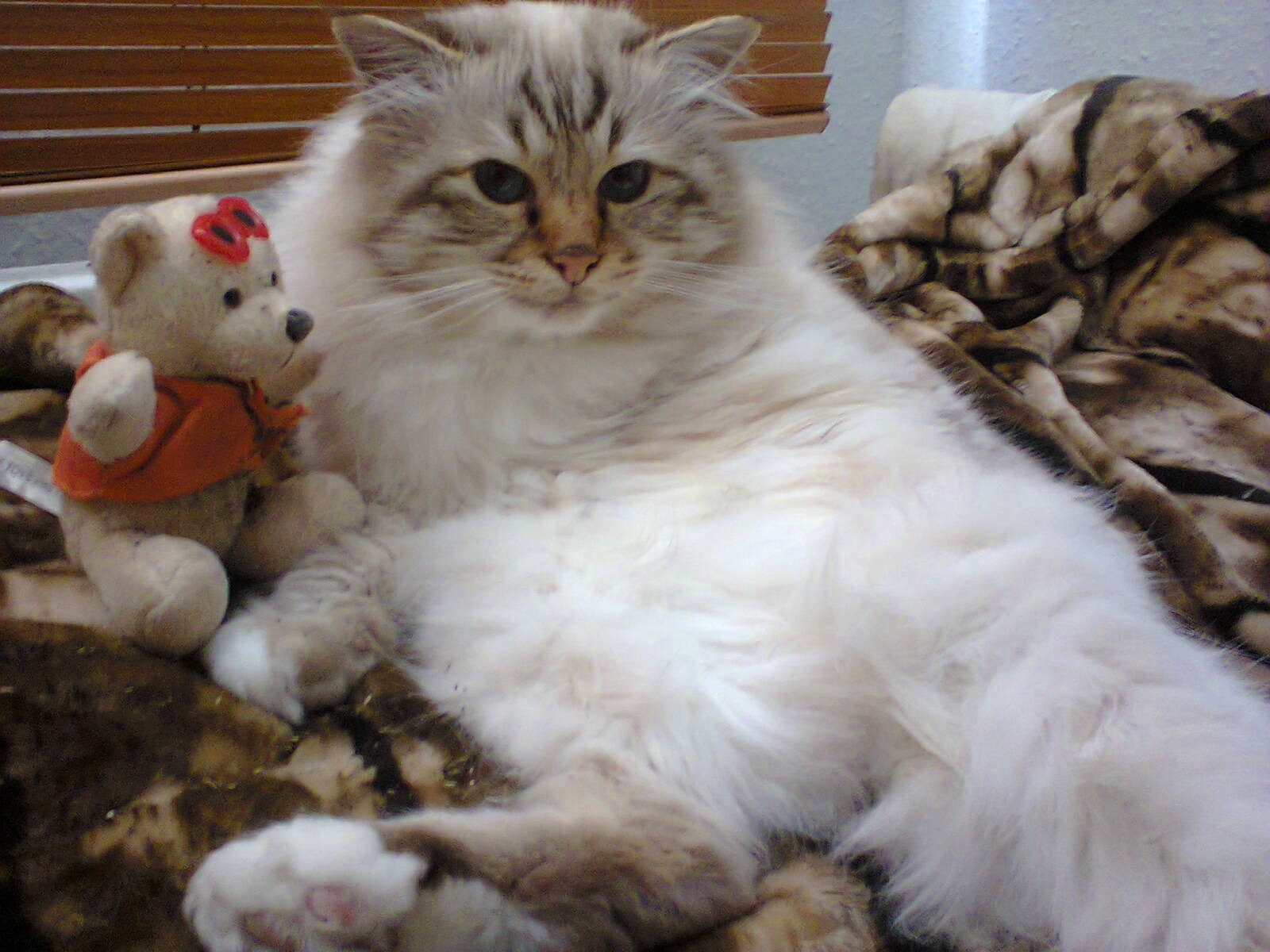 GimCat Multi-Vitamin Paste Extra - Cat snack with beta-glucans and ...