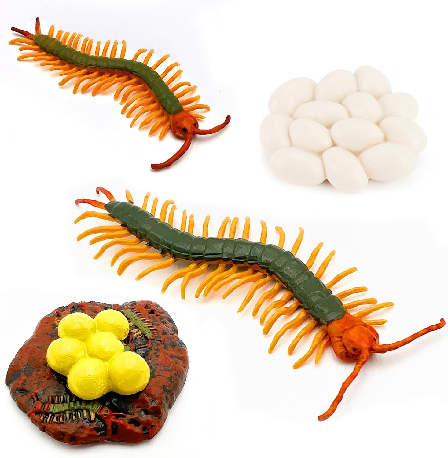 Life Cycle Toys, Centipede Life Cycle, Insect Philippines | Ubuy