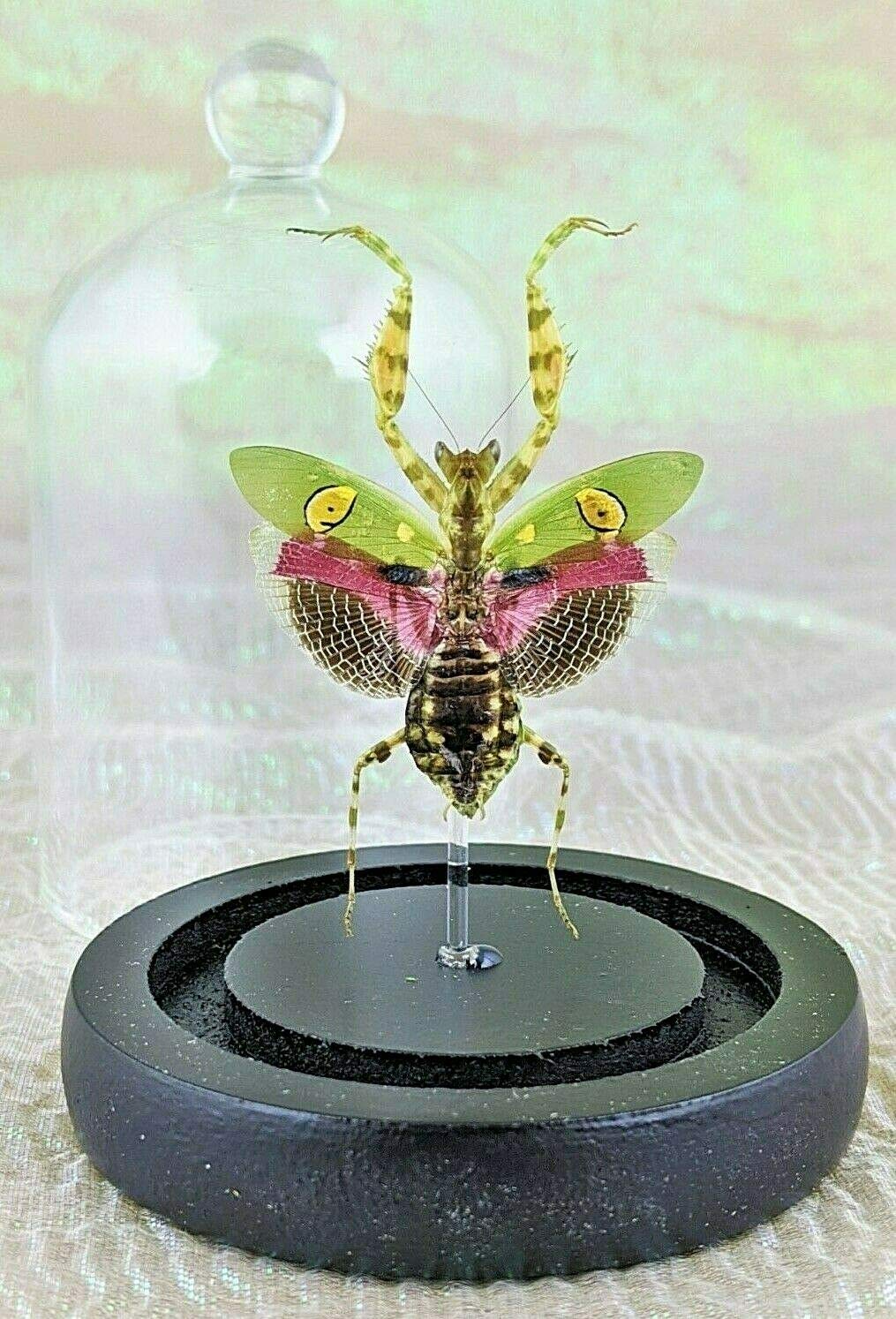 Jeweled Flower Mantis