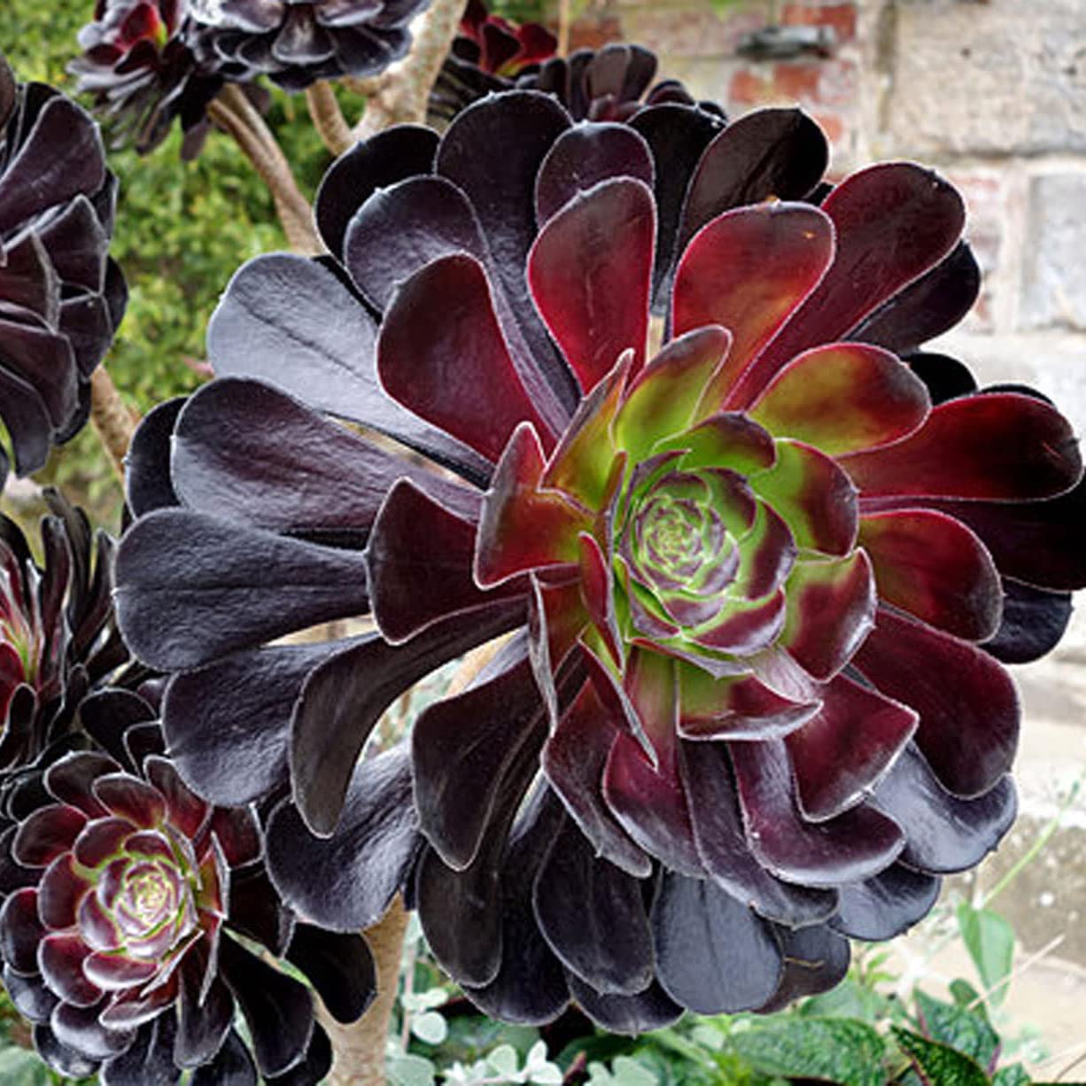 Buy Black Rose Tree - Aeonium arboreum - RARE - Easy to grow! - 3" Pot ...
