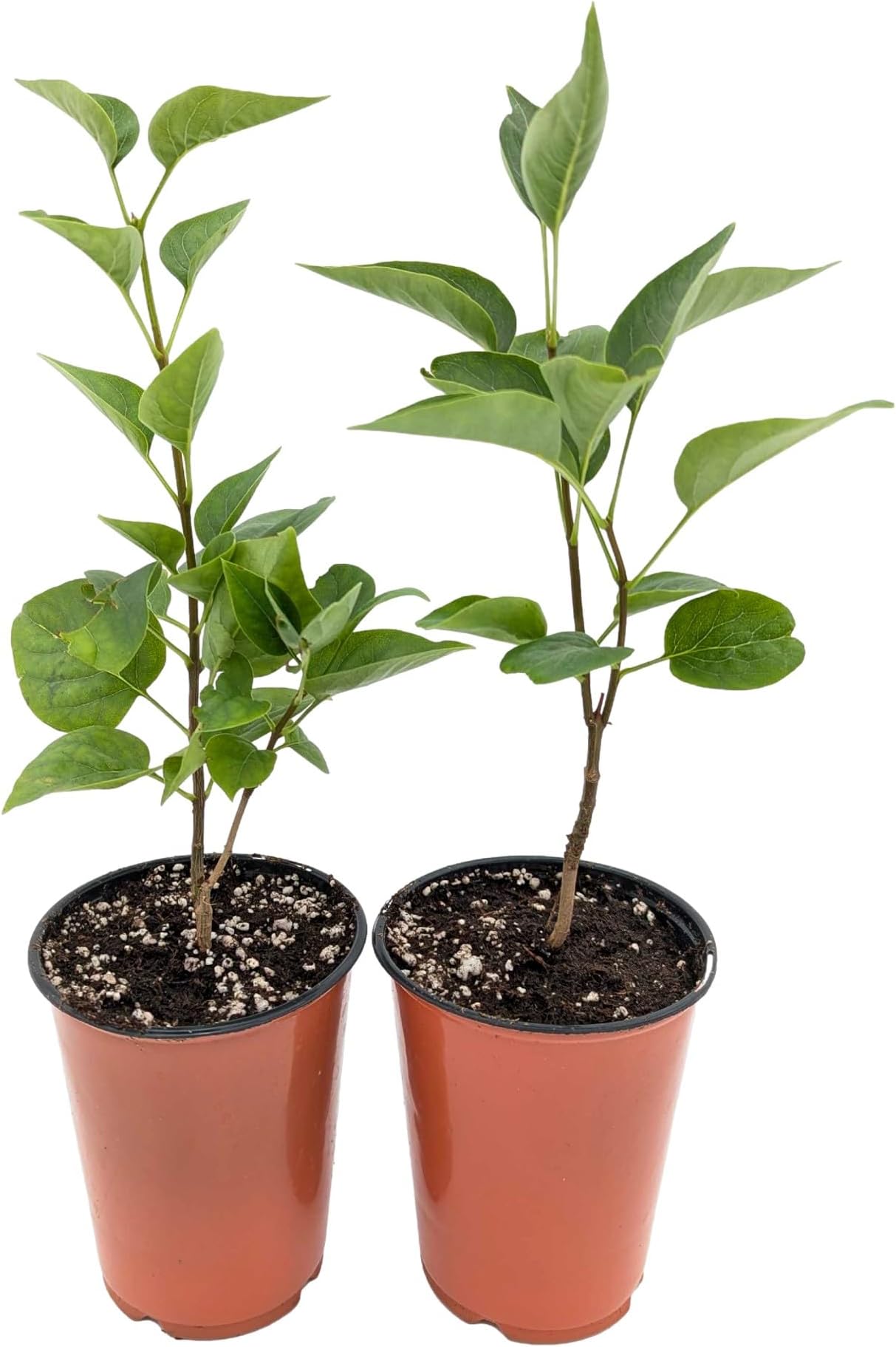 Amazon.com : Tiny Dancer Dwarf Lilac - Compact Growth to only 5 Feet ...