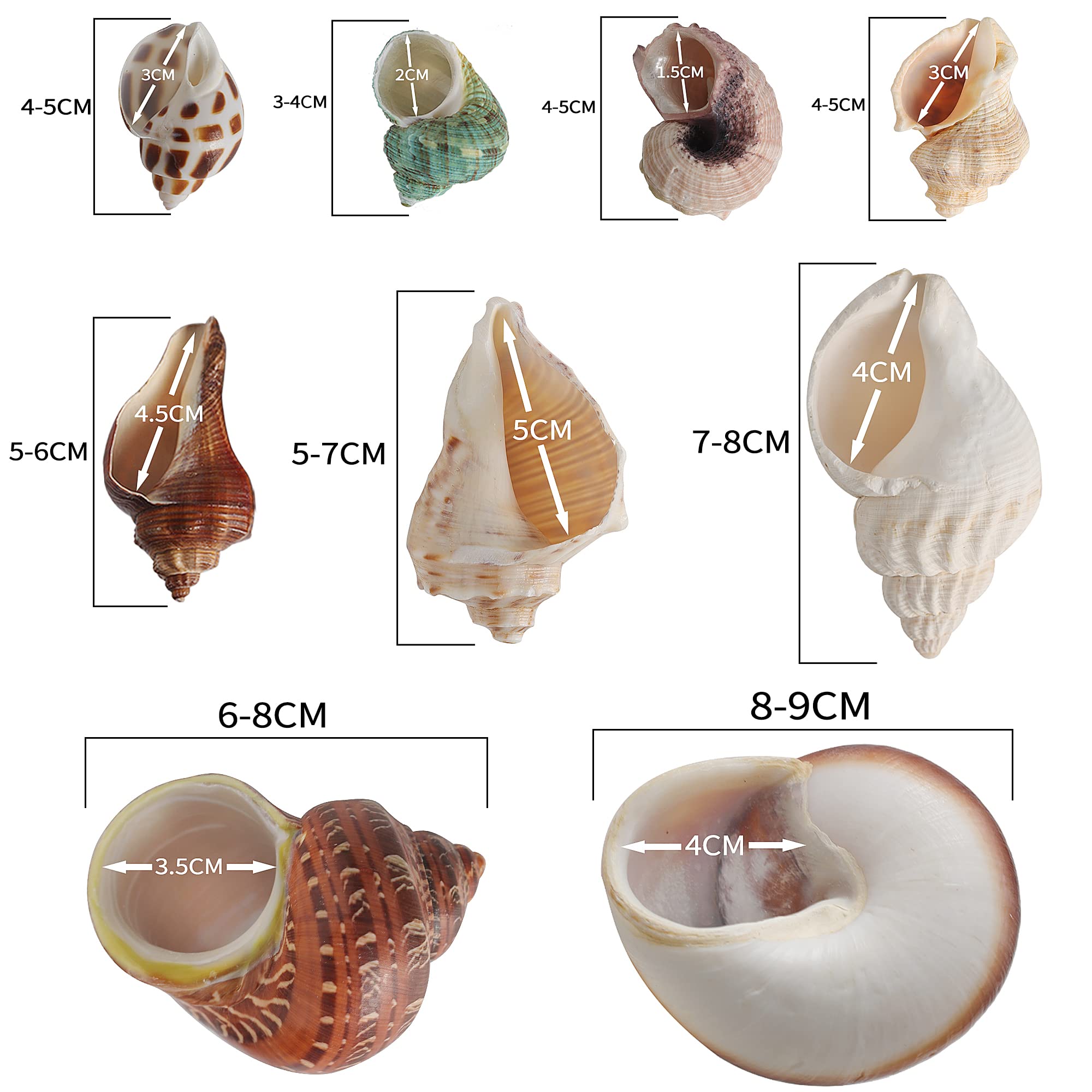 Snapklik.com : OSOPOLA 18 PCS Natural Hermit Crab Shells Medium Large ...