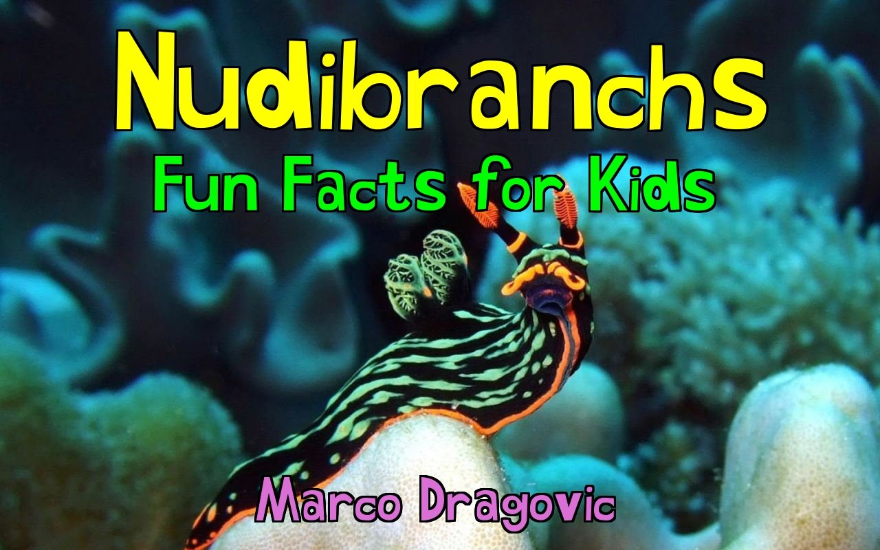 Nudibranchs: Fun Facts for Kids, Picture Books for Kids, Beautiful ...