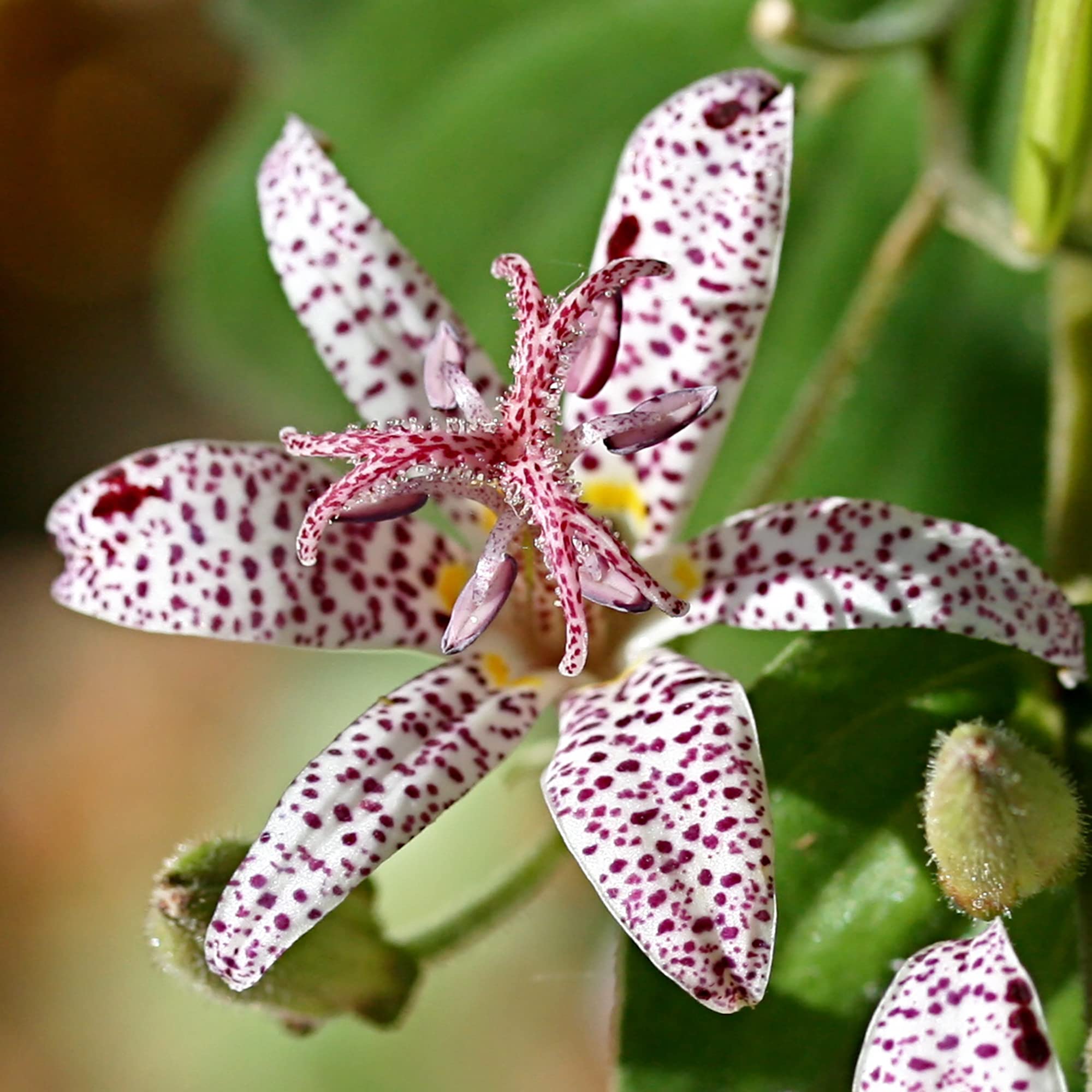 Amazon.com : YEGAOL Garden 20Pcs Japanese Toad Lily Seeds Tricyrtis ...