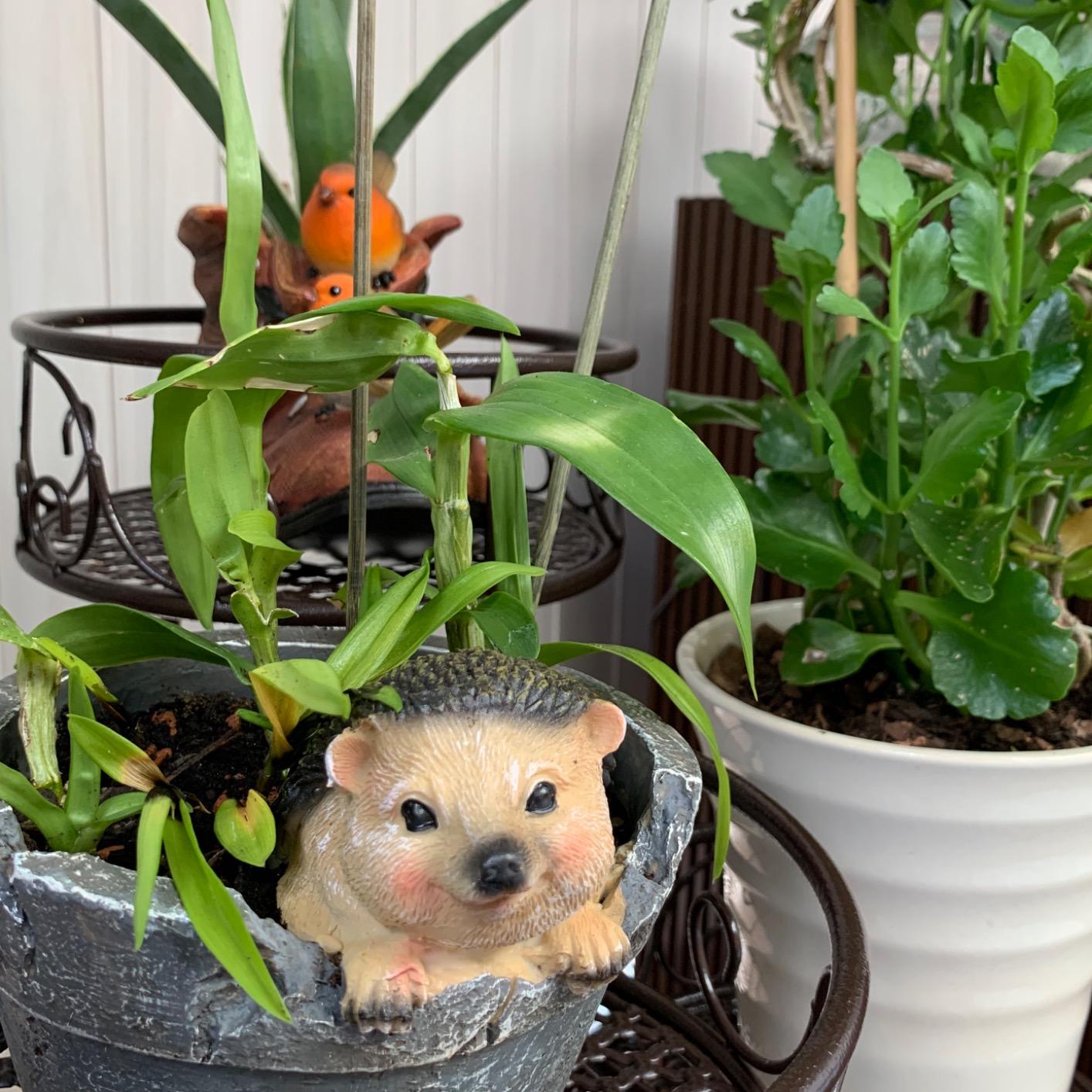 Burwells Hedgehog Design Flower Plant Pot – Weather Resistant Hand ...