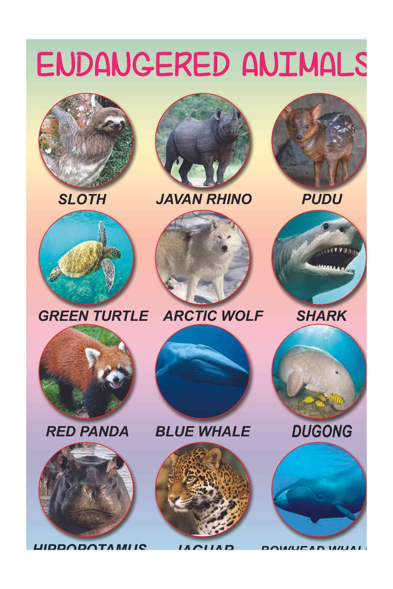 Endangered Animals Poster Poster Making Ideas How To Make Poster On