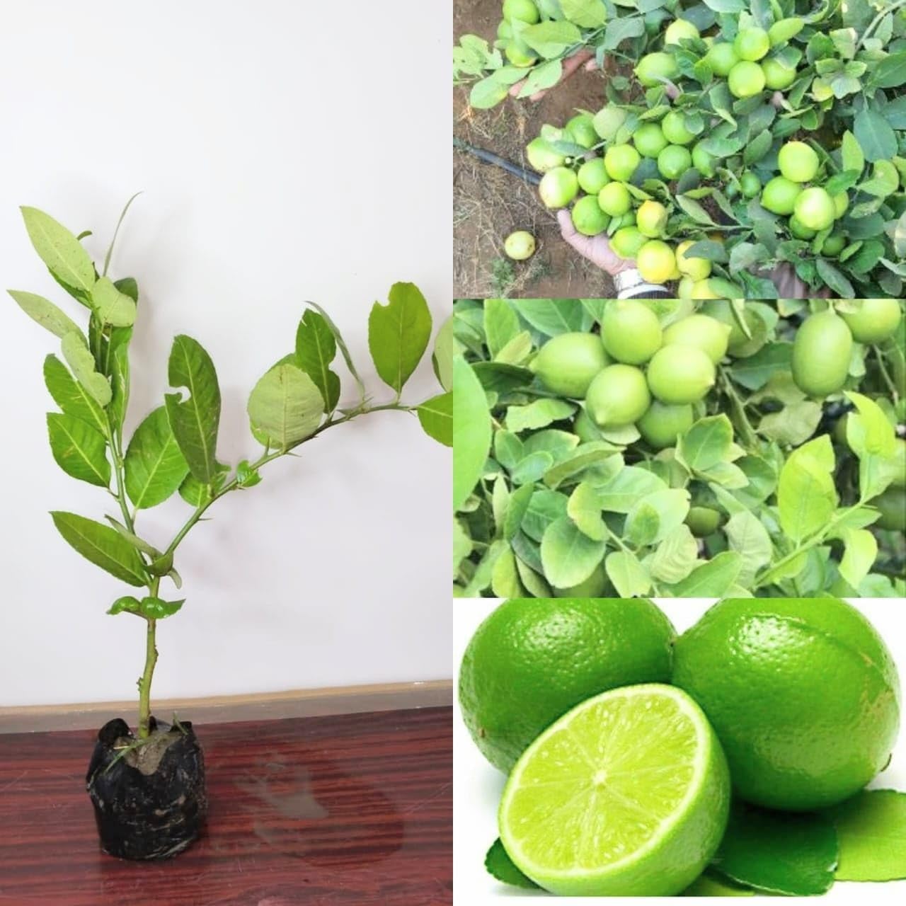 Golden Bloom Thai lemon plants live hybrid Air layering all season Thai ...