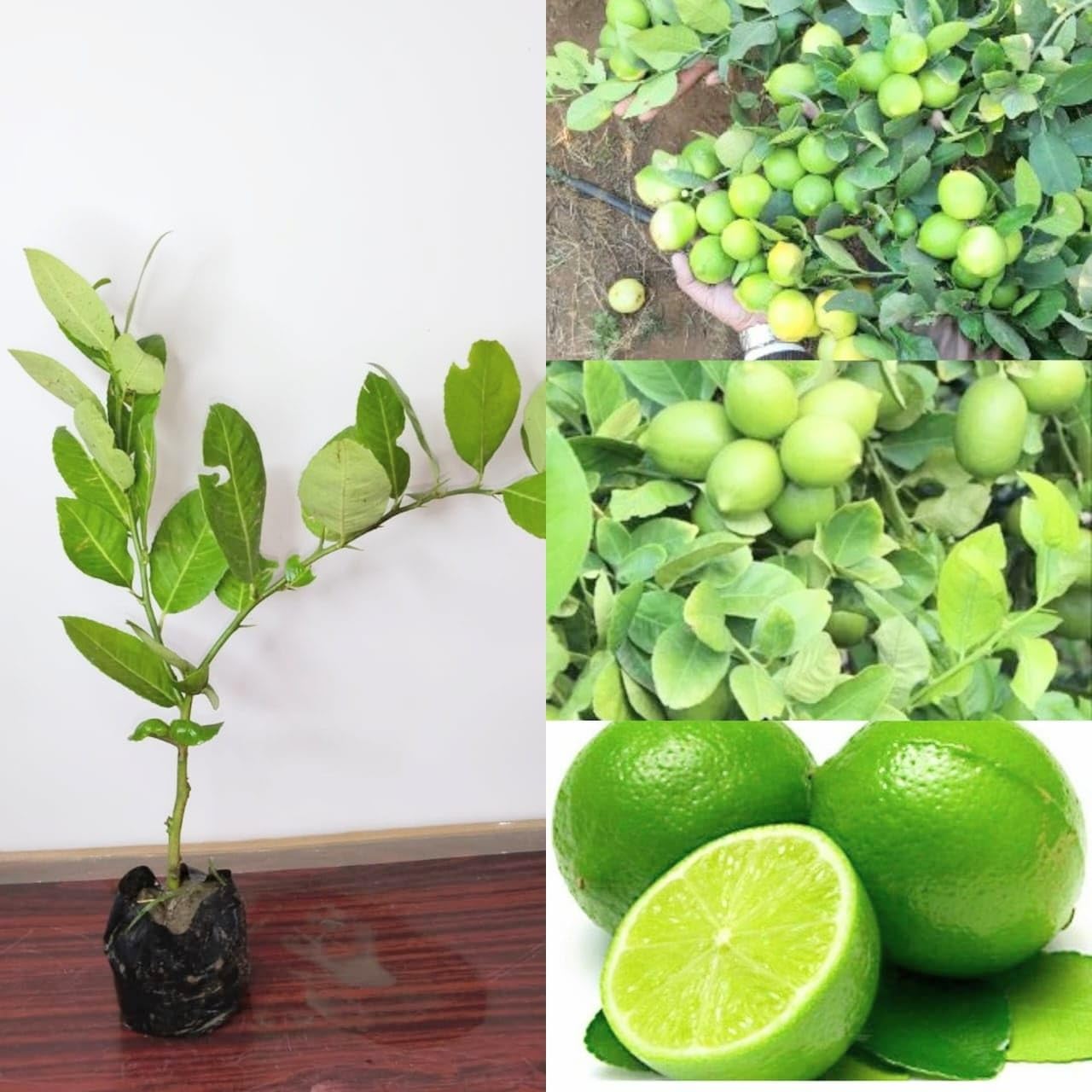GOLDEN BLOOM Thai lemon plants live hybrid Air layering all season Thai Seedlees Lemon Plant ...