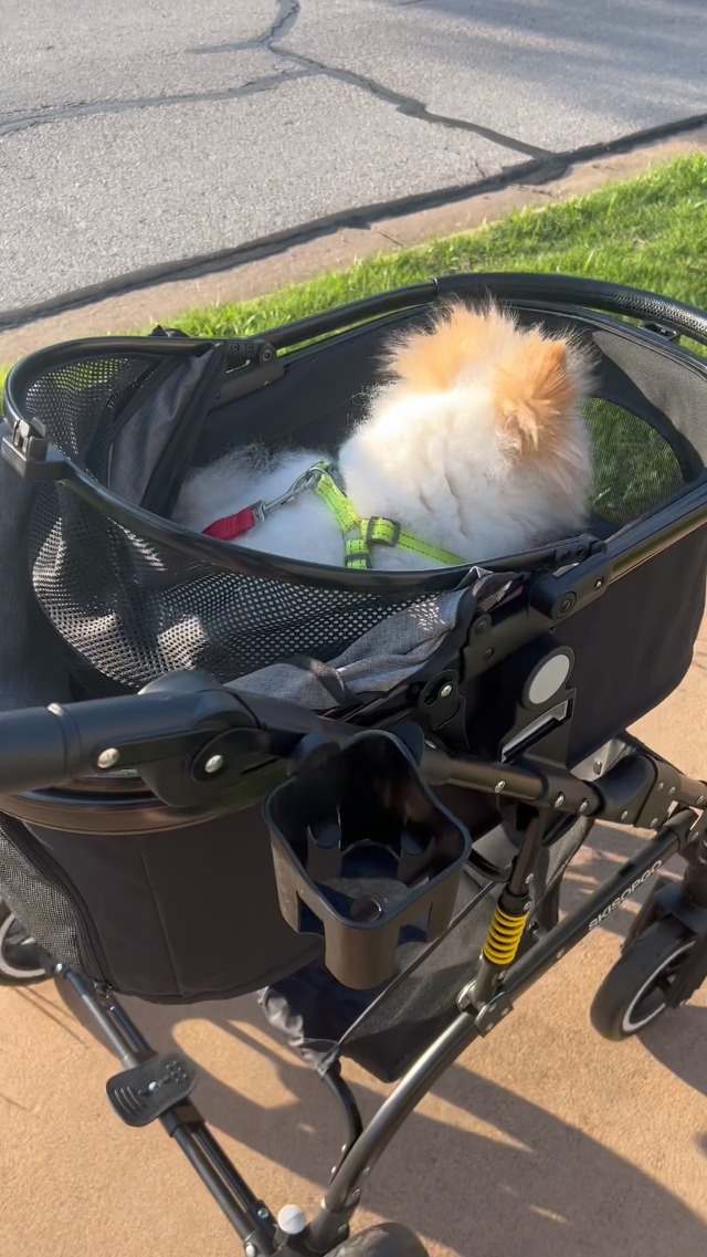 Watch The Boujee Dog Stroller I'll Never Regret Buying on Amazon Live