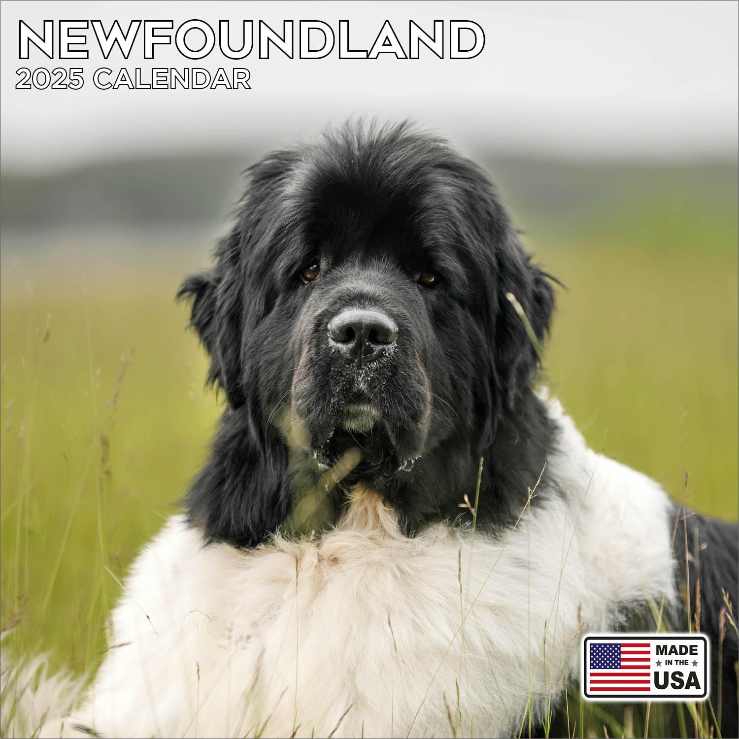 Snapklik.com : 2025 Newfoundland Calendar - Dog Breed Wall Calendar ...