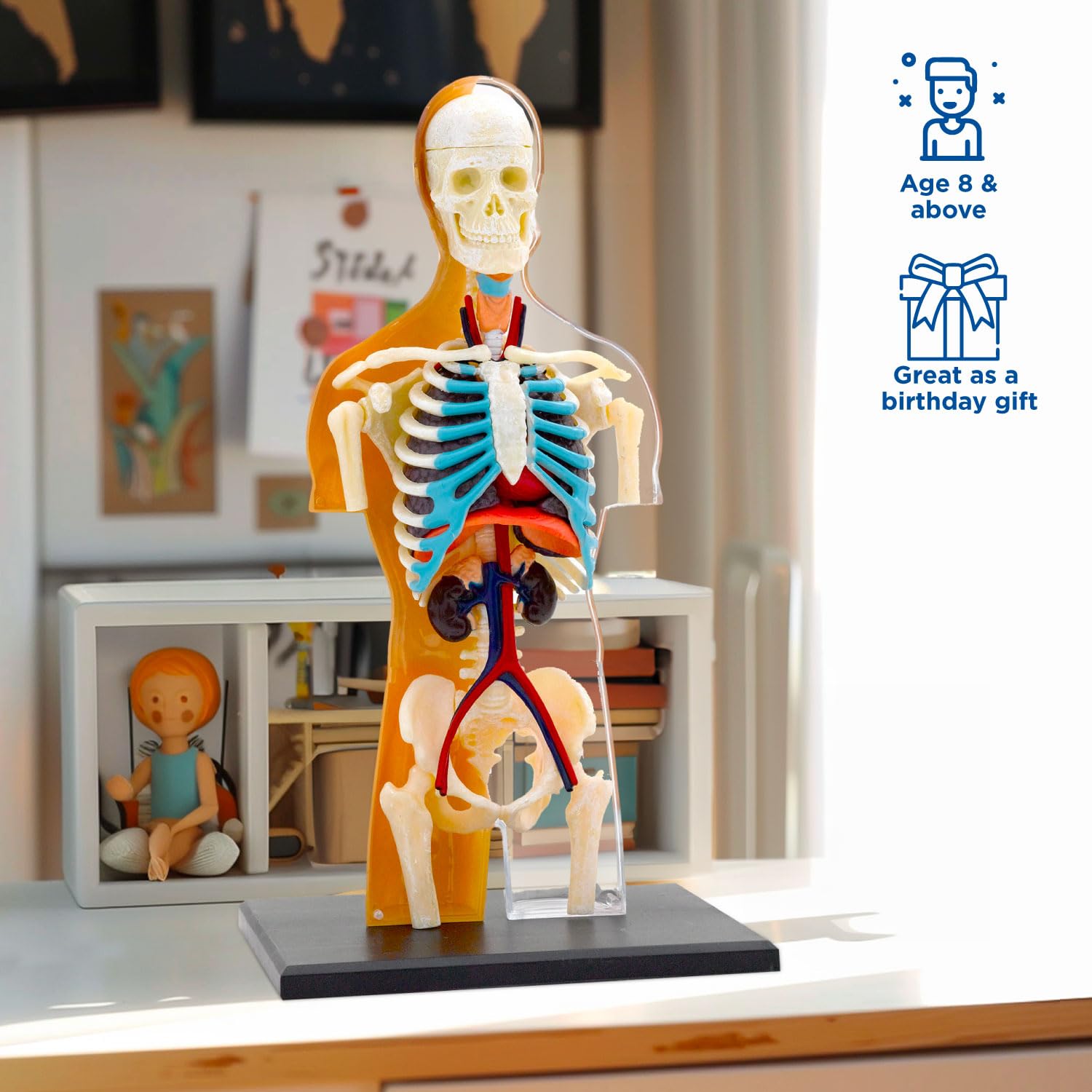Thames & Kosmos Nature Discovery: Human Body Anatomy Model, Kids ...