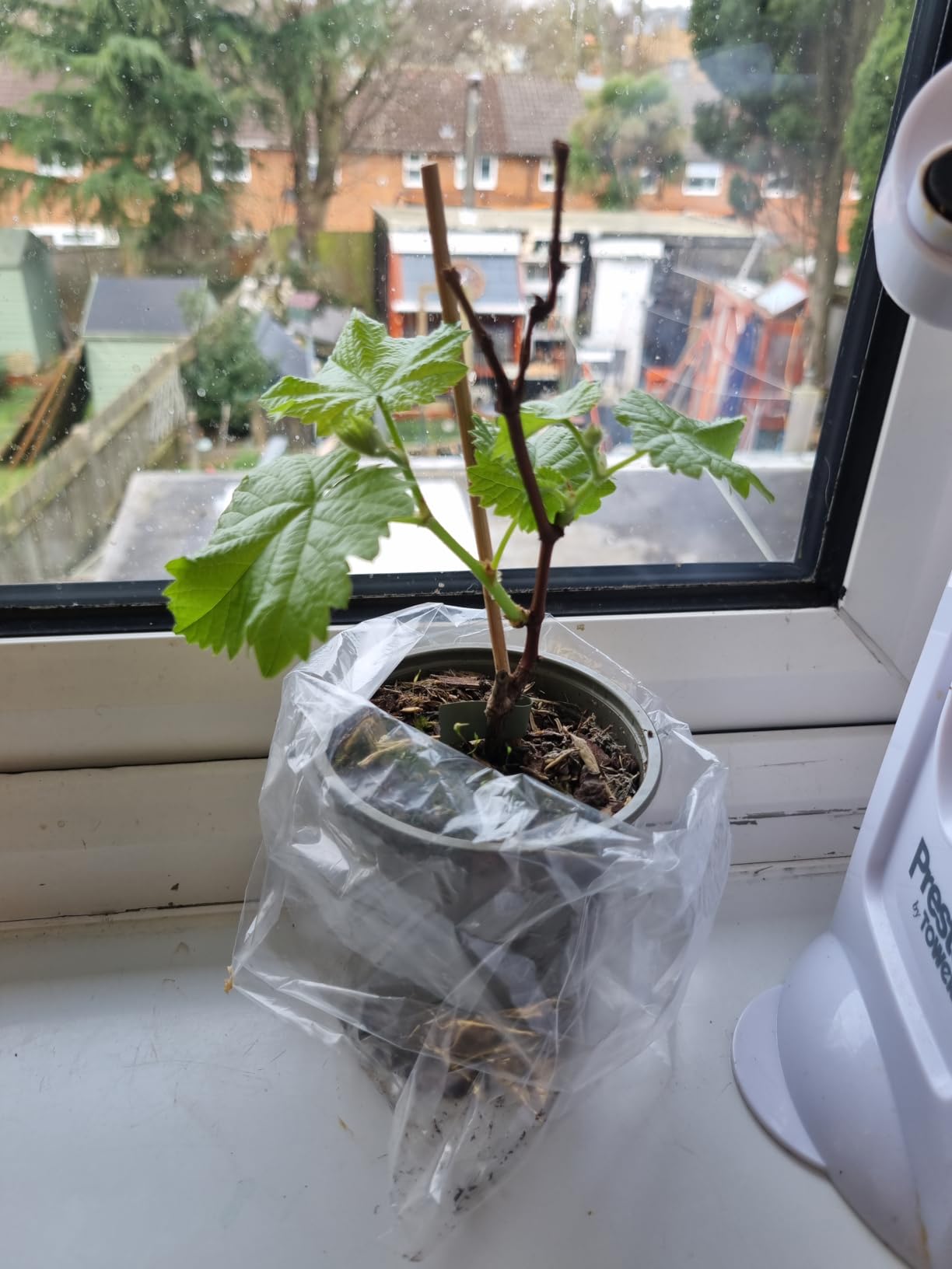 Vitis Plant Suffolk Red 25-35cm - Red Grape Plant in a 9cm Pot - High ...