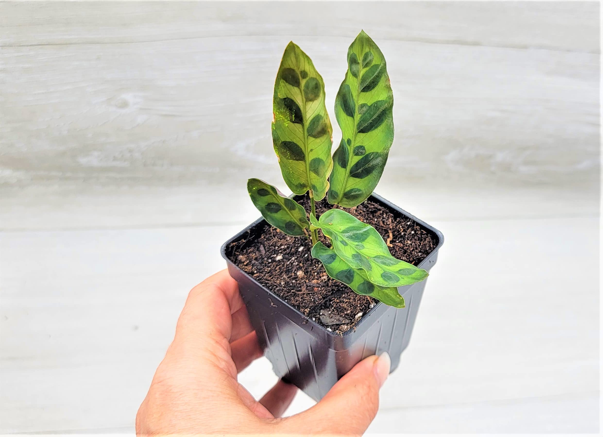 Amazon.com : Calathea lancifolia aka Rattlesnake Prayer Plant in 3 inch ...