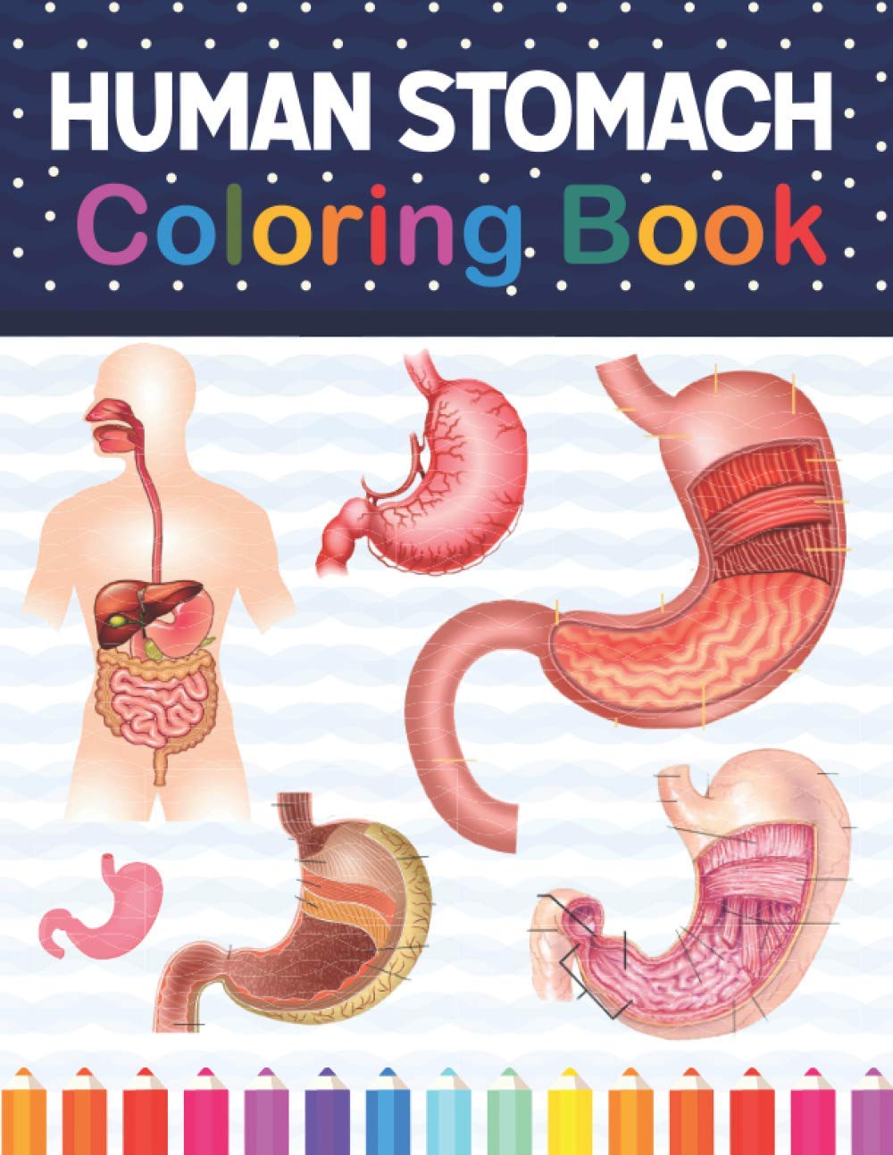 Human Stomach Coloring Book Human Stomach Anatomy Self Test Guide ...