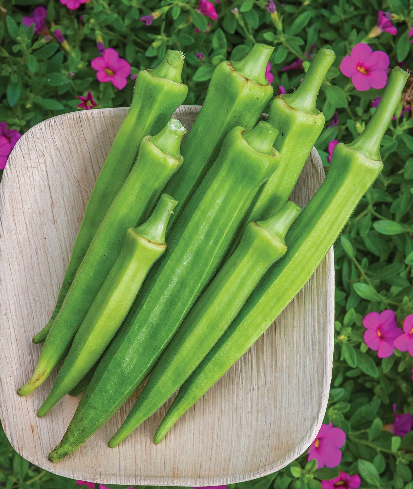 Amazon.com : Star of David Okra - 50 Seeds - Tender & Delicious ...