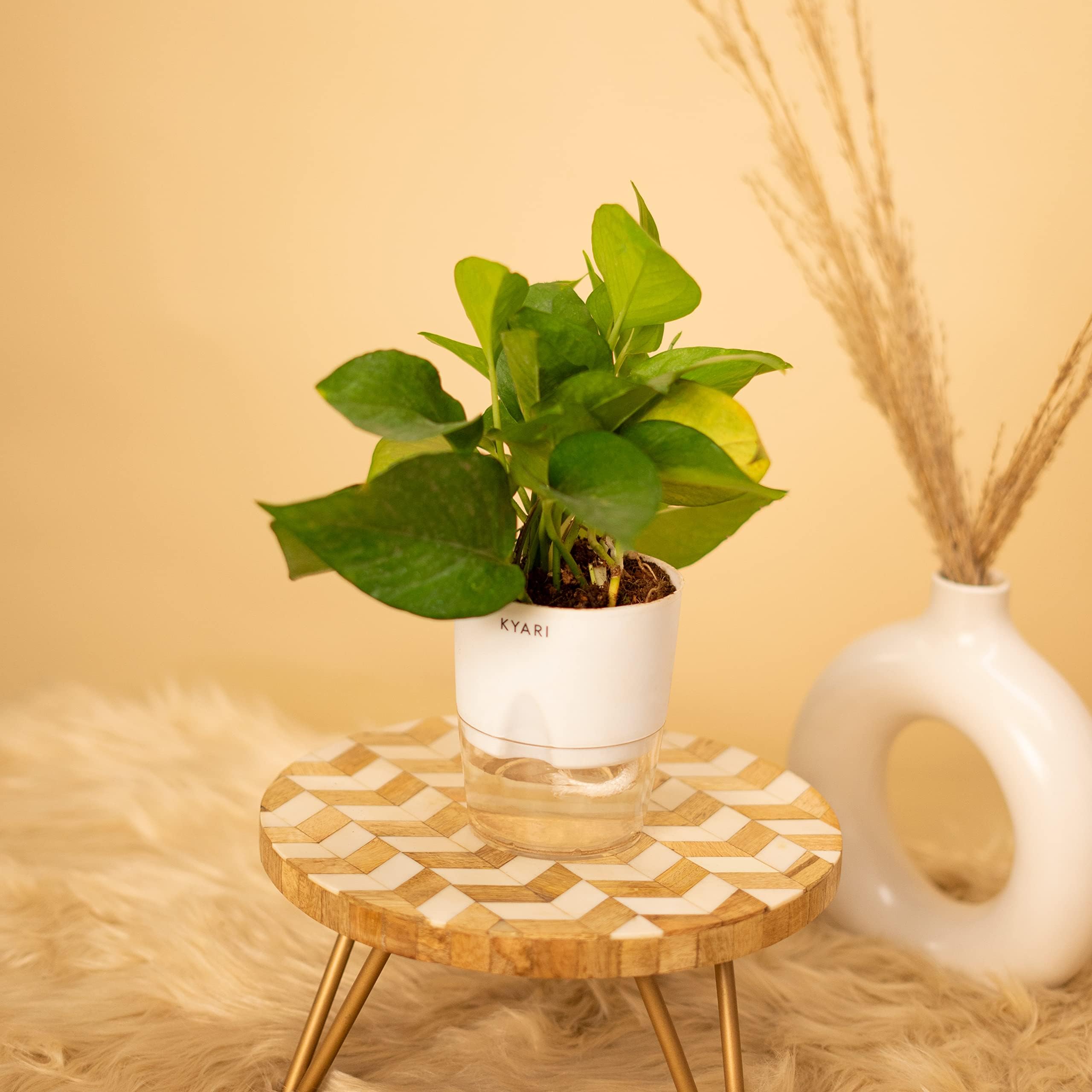 Ugaoo Good Luck Money Plant Variegated With Self Watering Pot : Amazon ...