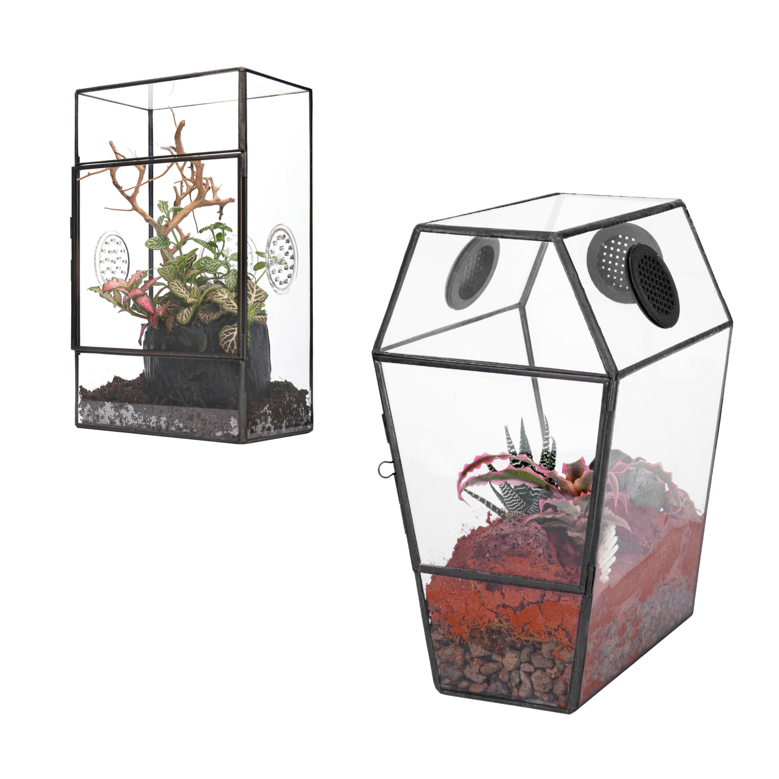 Glass Coffin Terrarium NCYP Glass Enclosure For Large Jumping Spider ...