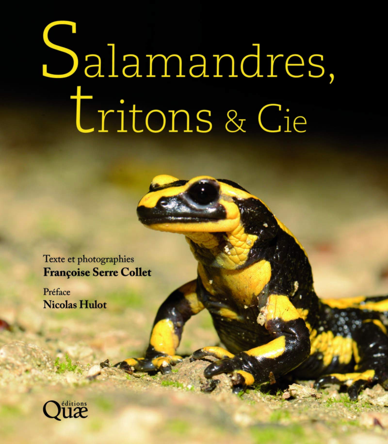 Est Un Triton Un Amphibien Ou Un Reptile | siapp.cuaed.unam.mx