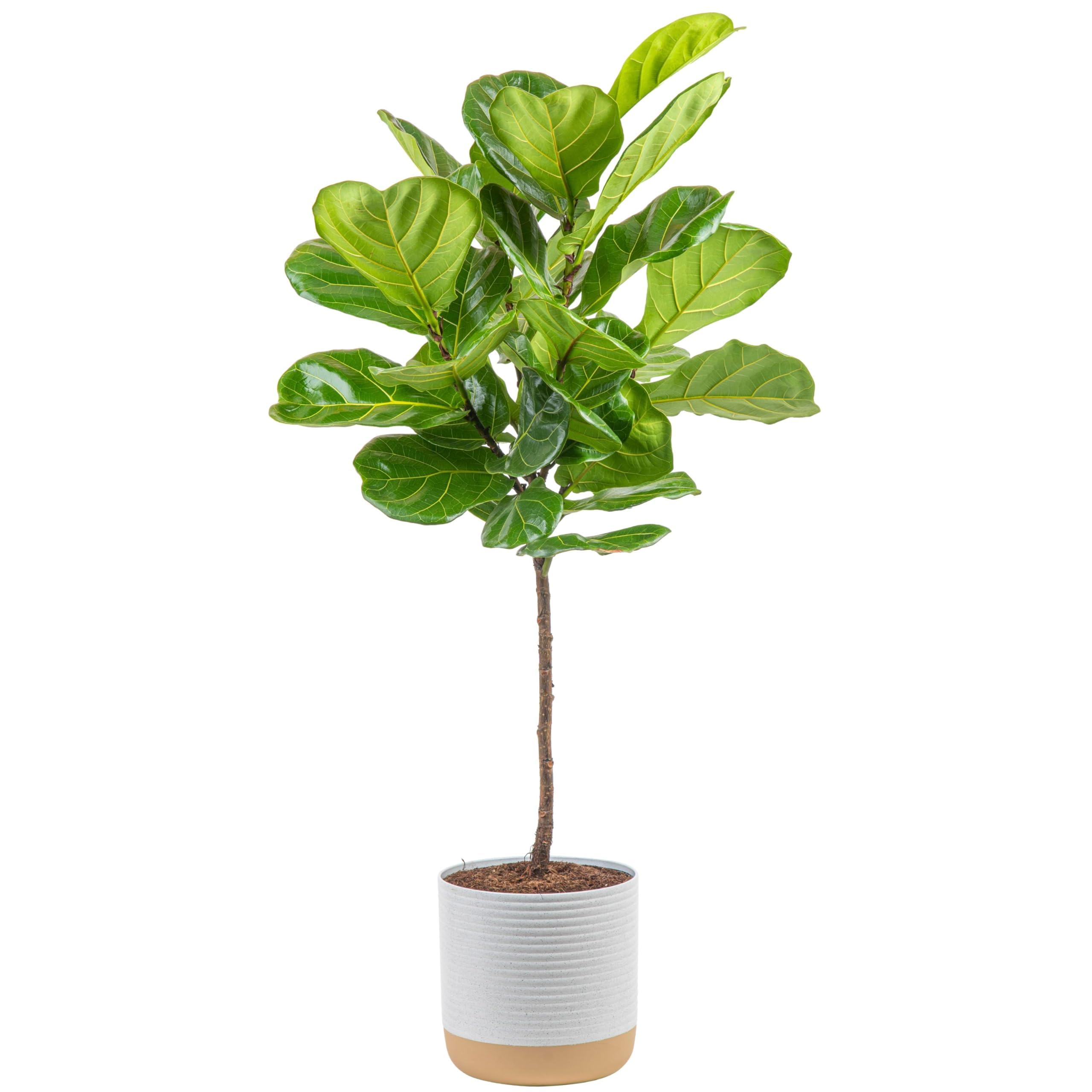 Ficus 101: How to Care for Ficuses