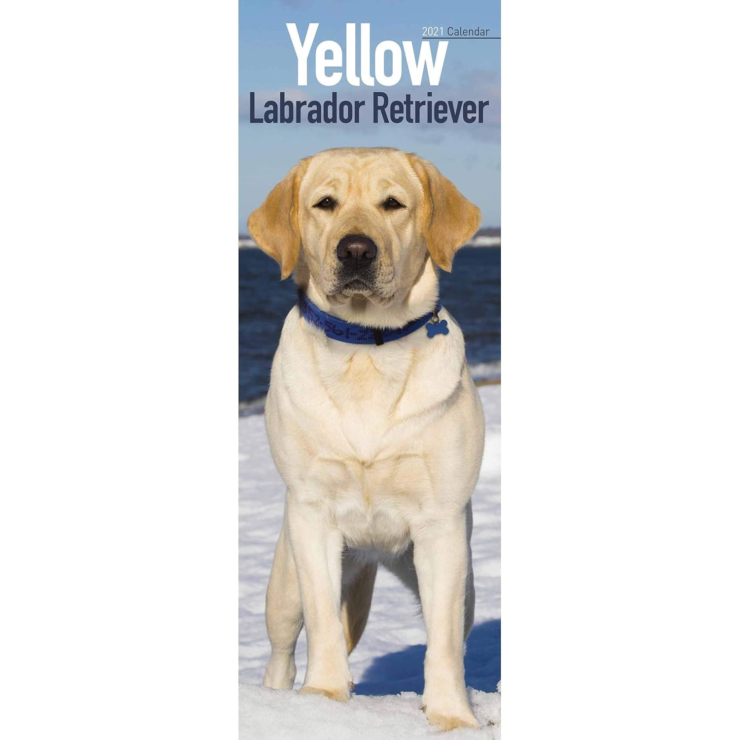 Yellow Labrador Retriever 2021 Slim Calendar: Amazon.co.uk: Avonside ...
