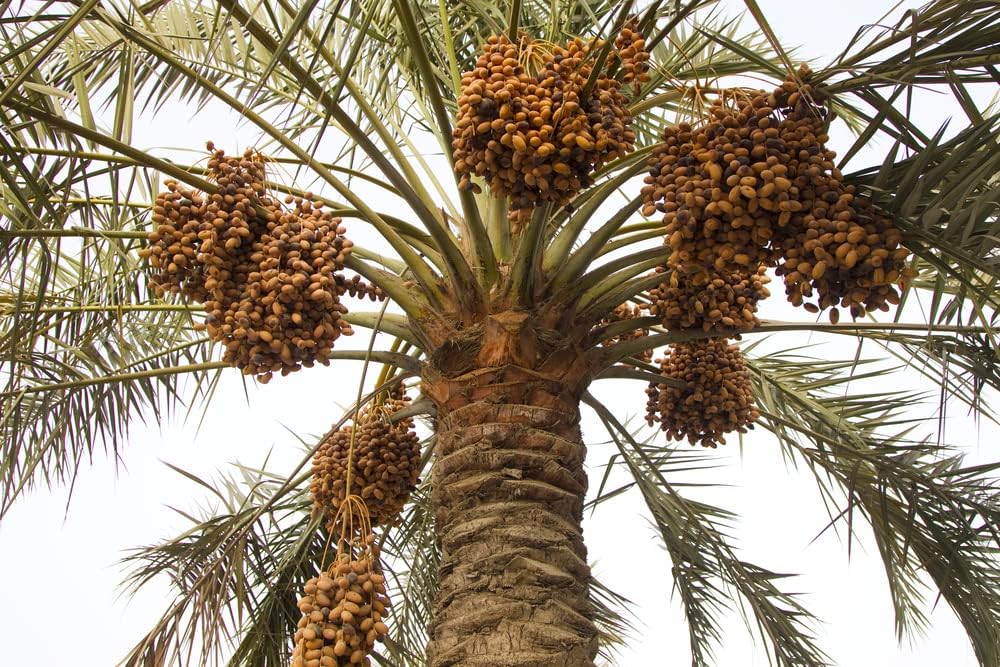 Amazon.com : Wild Date Palm Seeds for Planting (5 Seeds) : Patio, Lawn ...