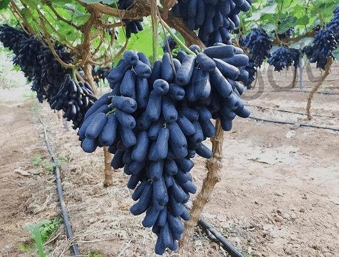 Plant Exotic Sweet Jubilee grape Fruit Plant |Super Yielding Early ...