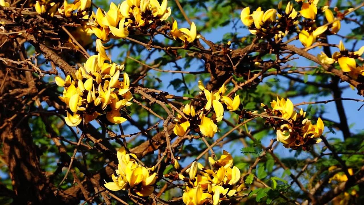 Golden Hills Farm Flowering Tree Butea Monosperma Palash White Tree 15 ...