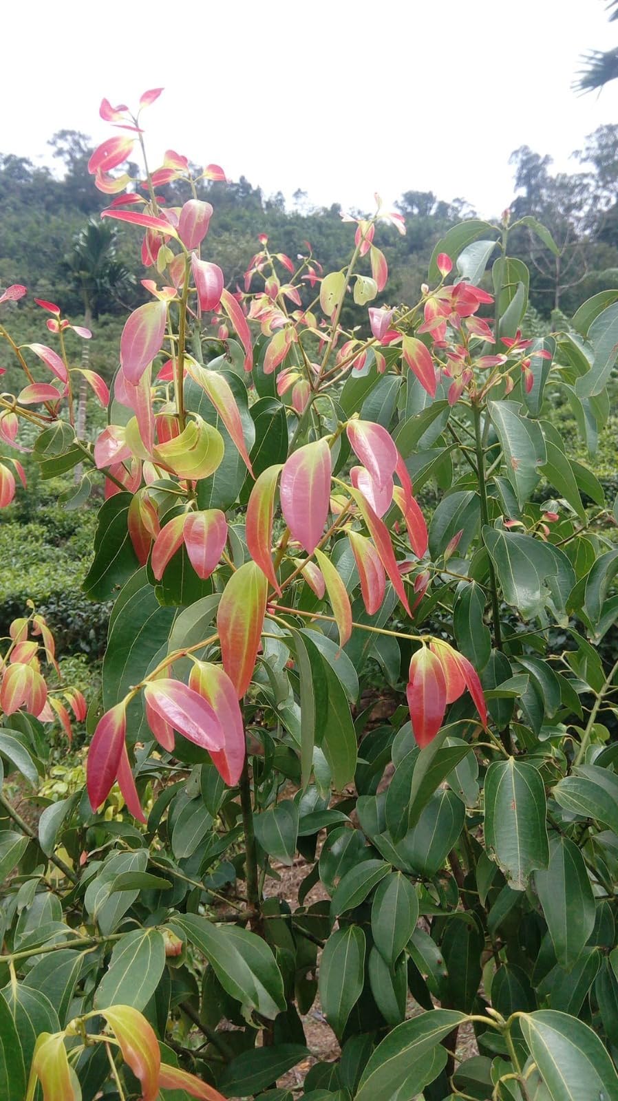 GOLDEN BLOOM Rare Dalchini Plant - Grafted True Cinnamon Tree, 1 ...