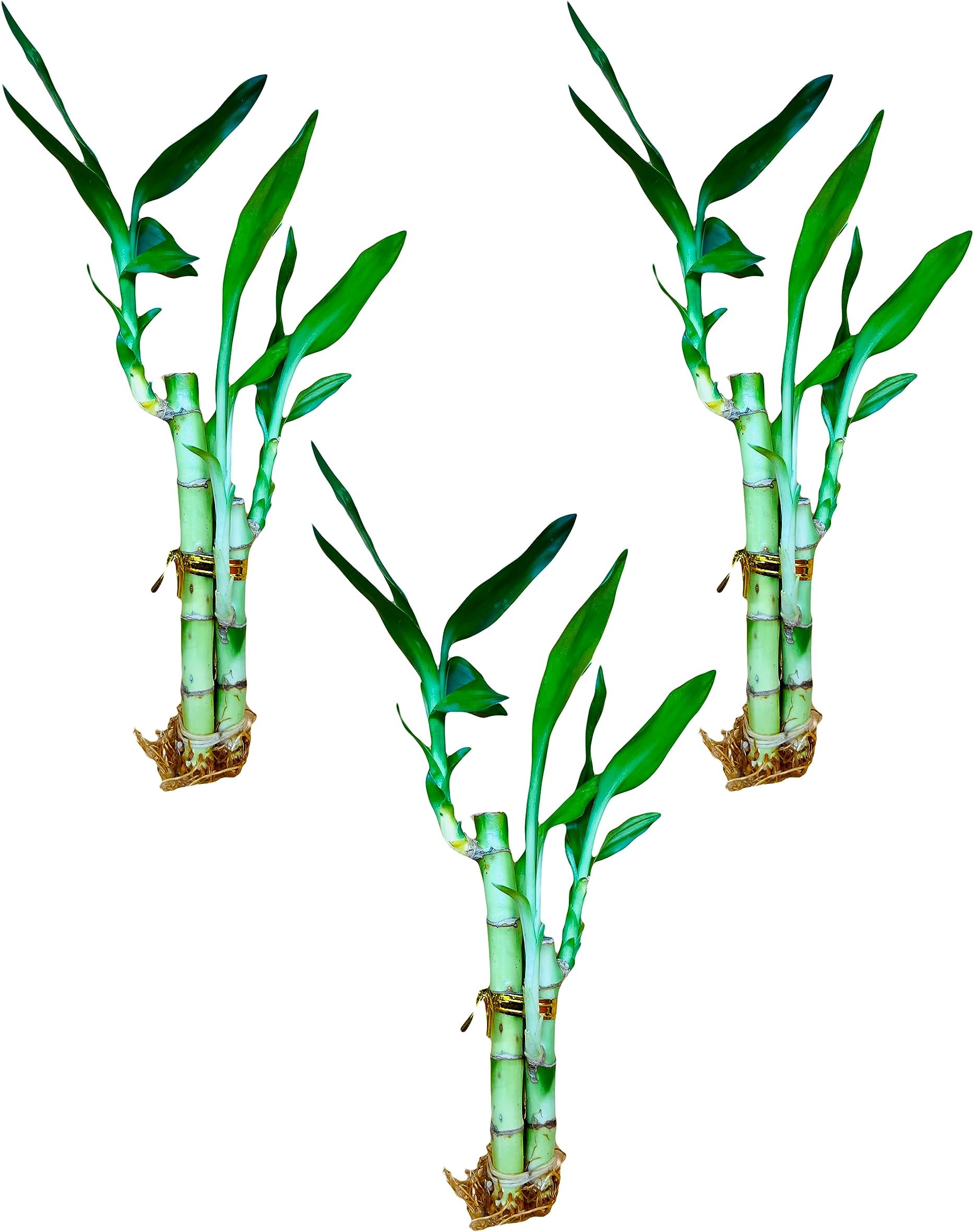 Amazon.com: Lucky Bamboo Arrangements 3 Stem 4”4”6” 3 Stem 4”4”6” (3 ...