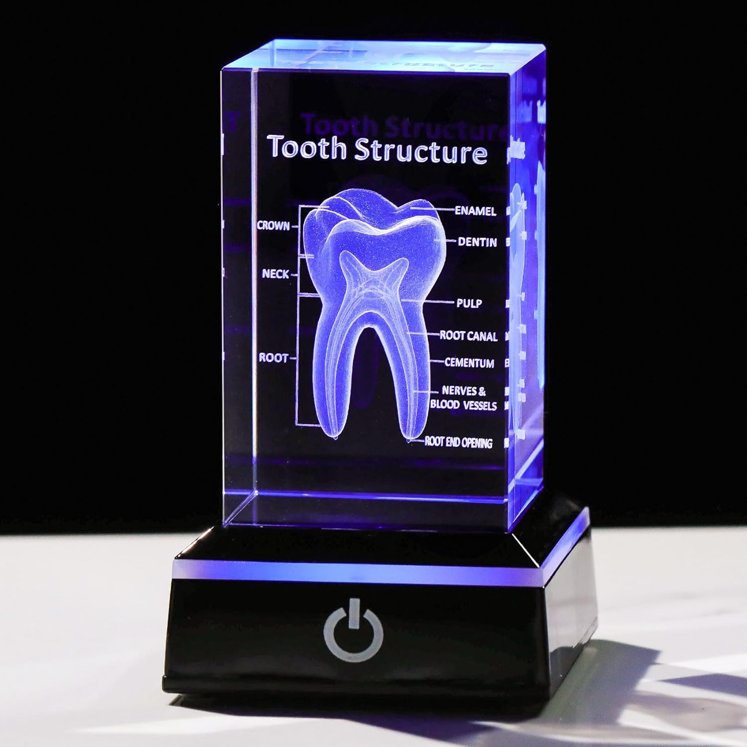 Amazon.com: Movdyka 3D Human Tooth Anatomy Model Decor Gifts for ...