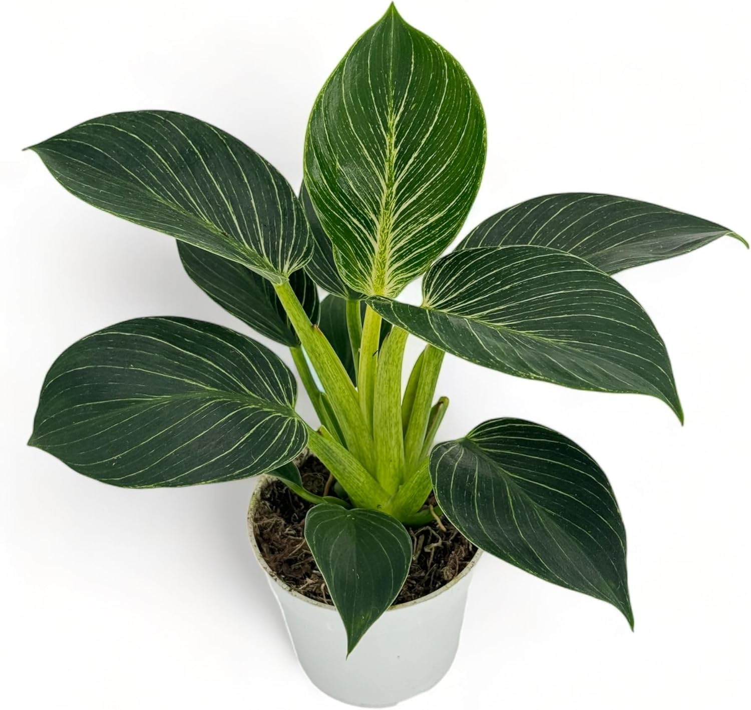 Amazon.com: Philodendron Birken Live Plant | Indoor House Plant for ...
