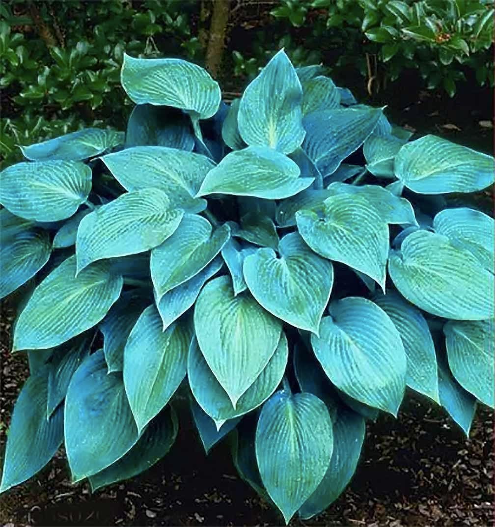 Amazon.com : Halcyon Hosta - Shade Plant 18-22" Tall : Patio, Lawn & Garden