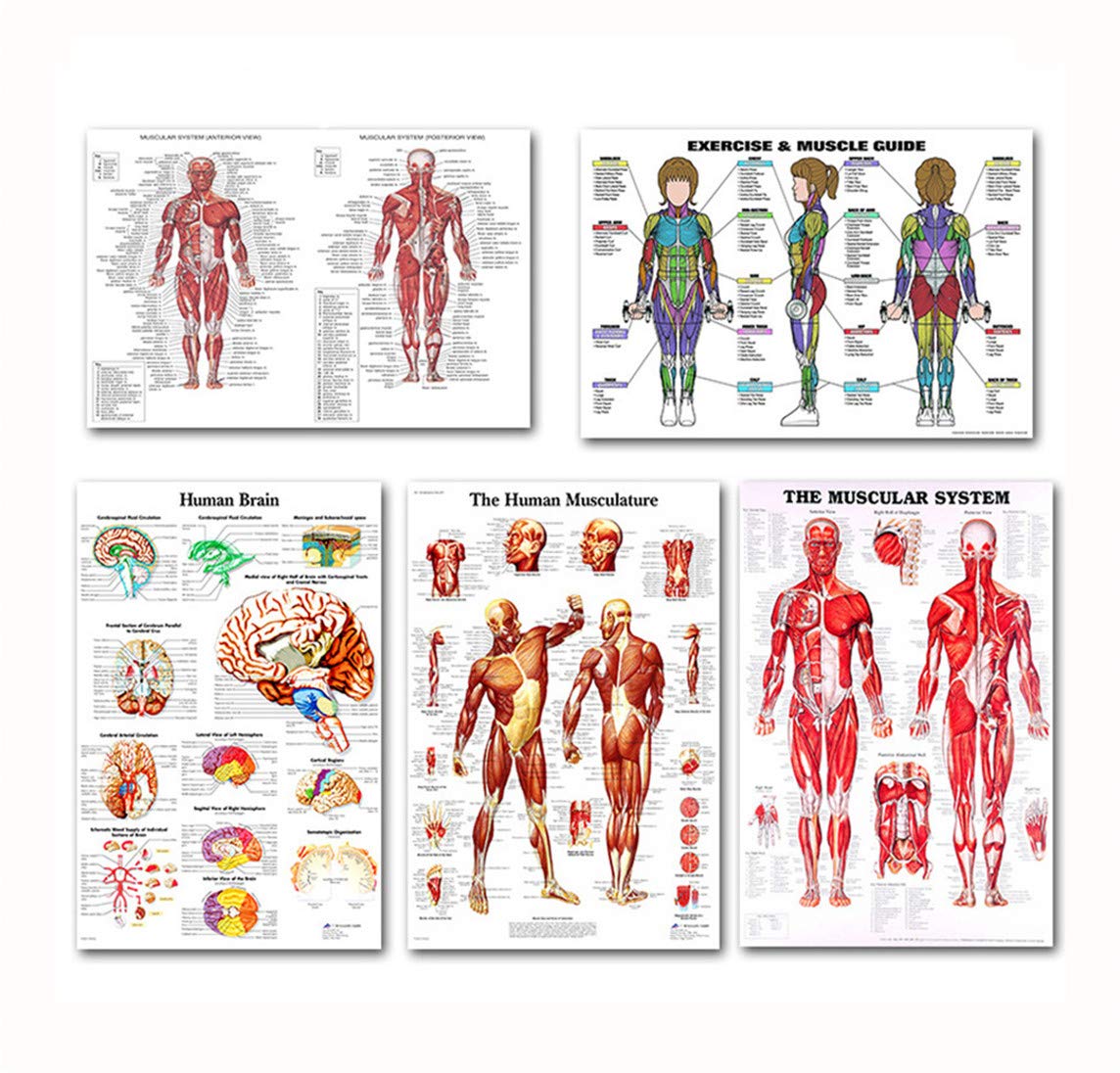 Buy ZSLMX 5 Chart Set Human Muscle And Body Five Internal Organs ...