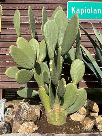 Amazon.co.jp: Thick Fan Cactus Dry Garden : Home & Kitchen